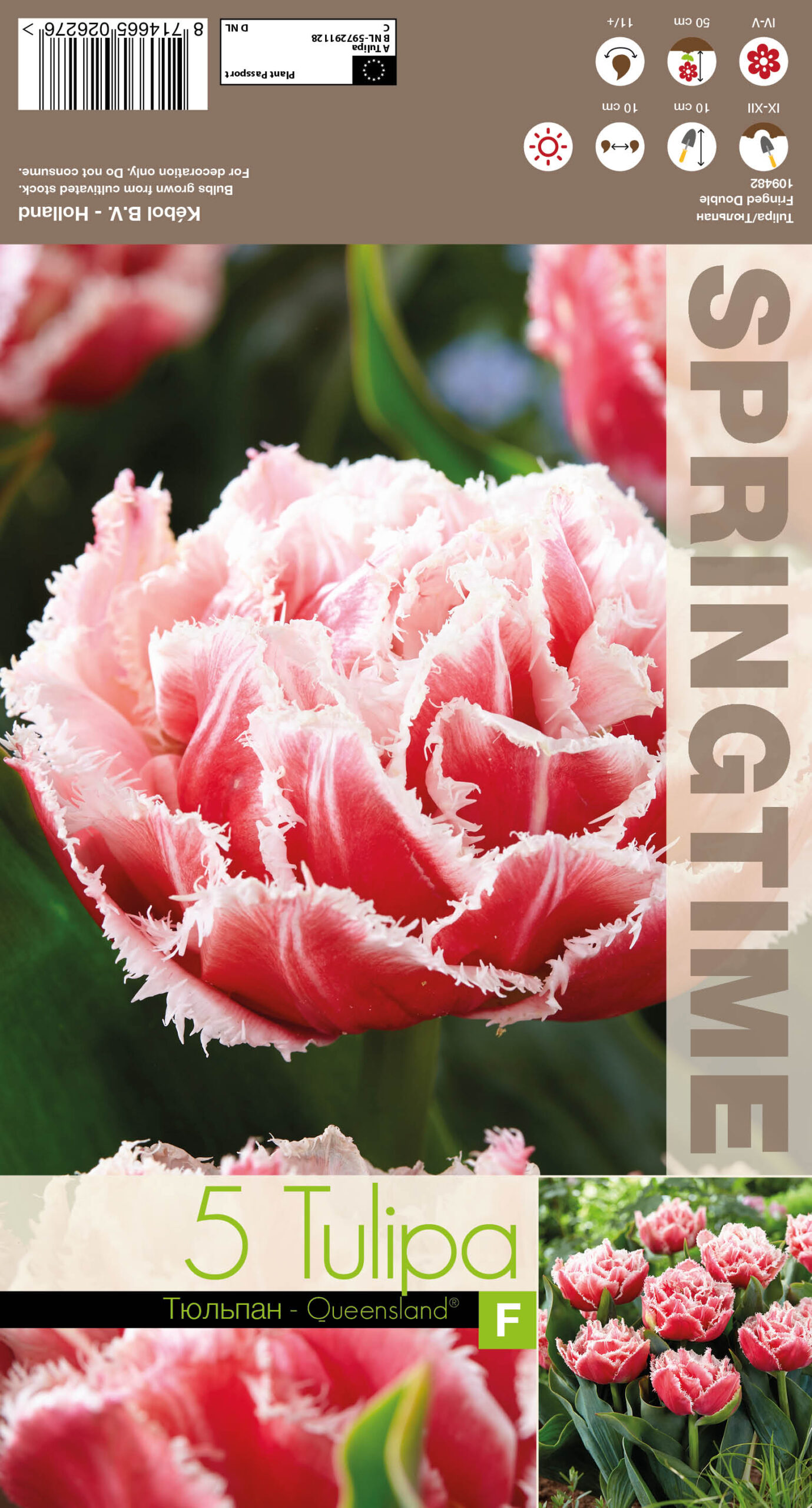 Tulp 'Queensland' 5tk | Gardest