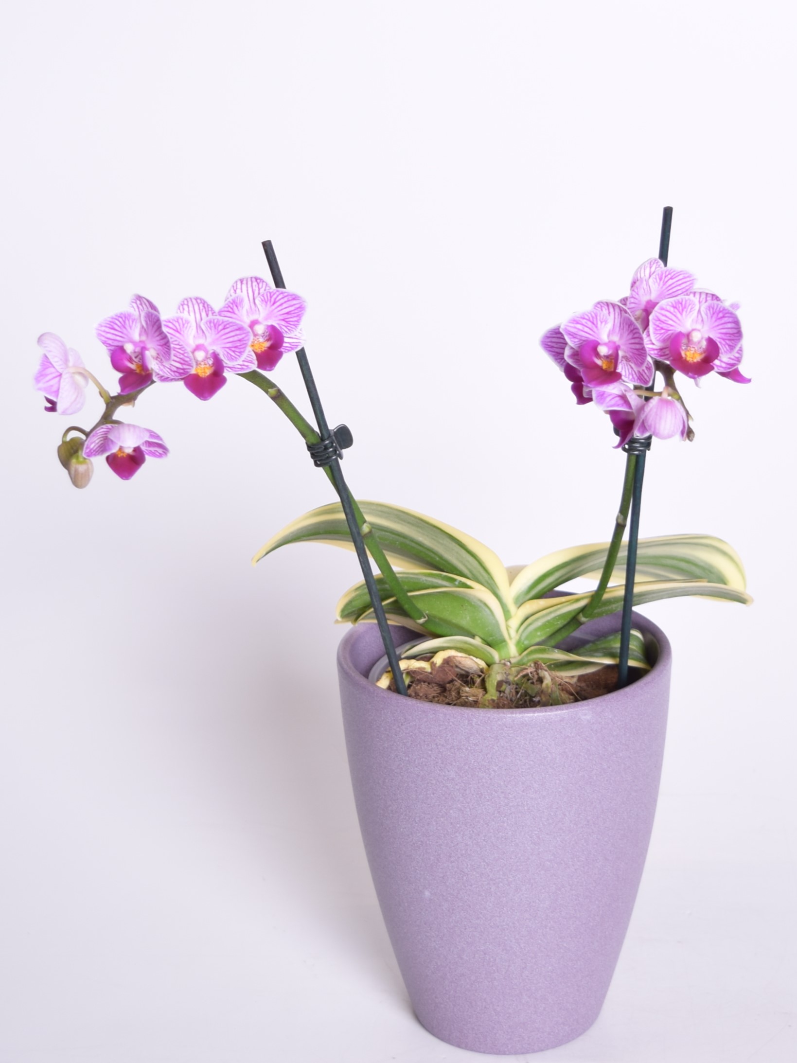 Kuuking Sogo Vivien 'Marginata' P11 40cm 2-3 õievart | Gardest