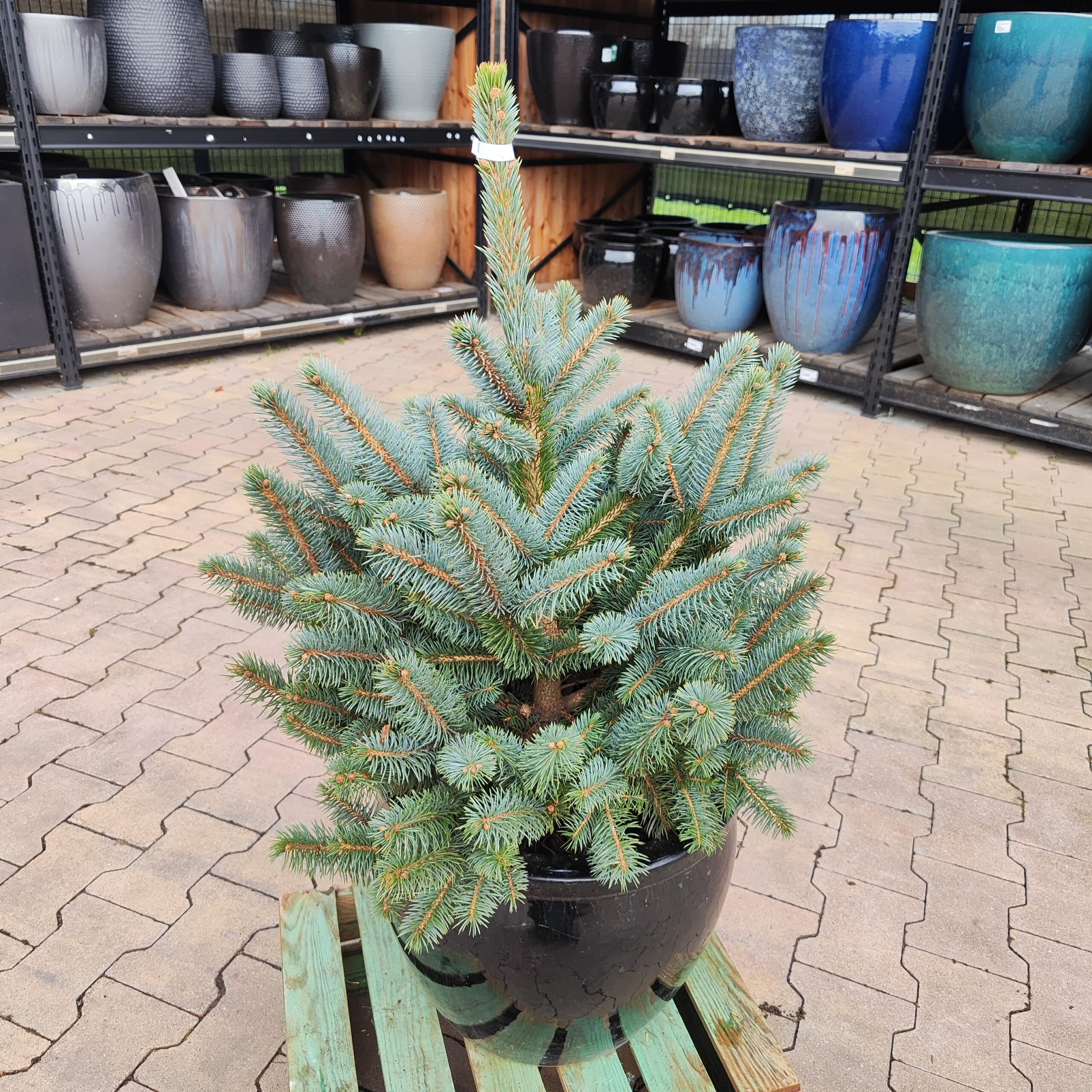 Torkav kuusk 'Super Blue' P28 | Gardest