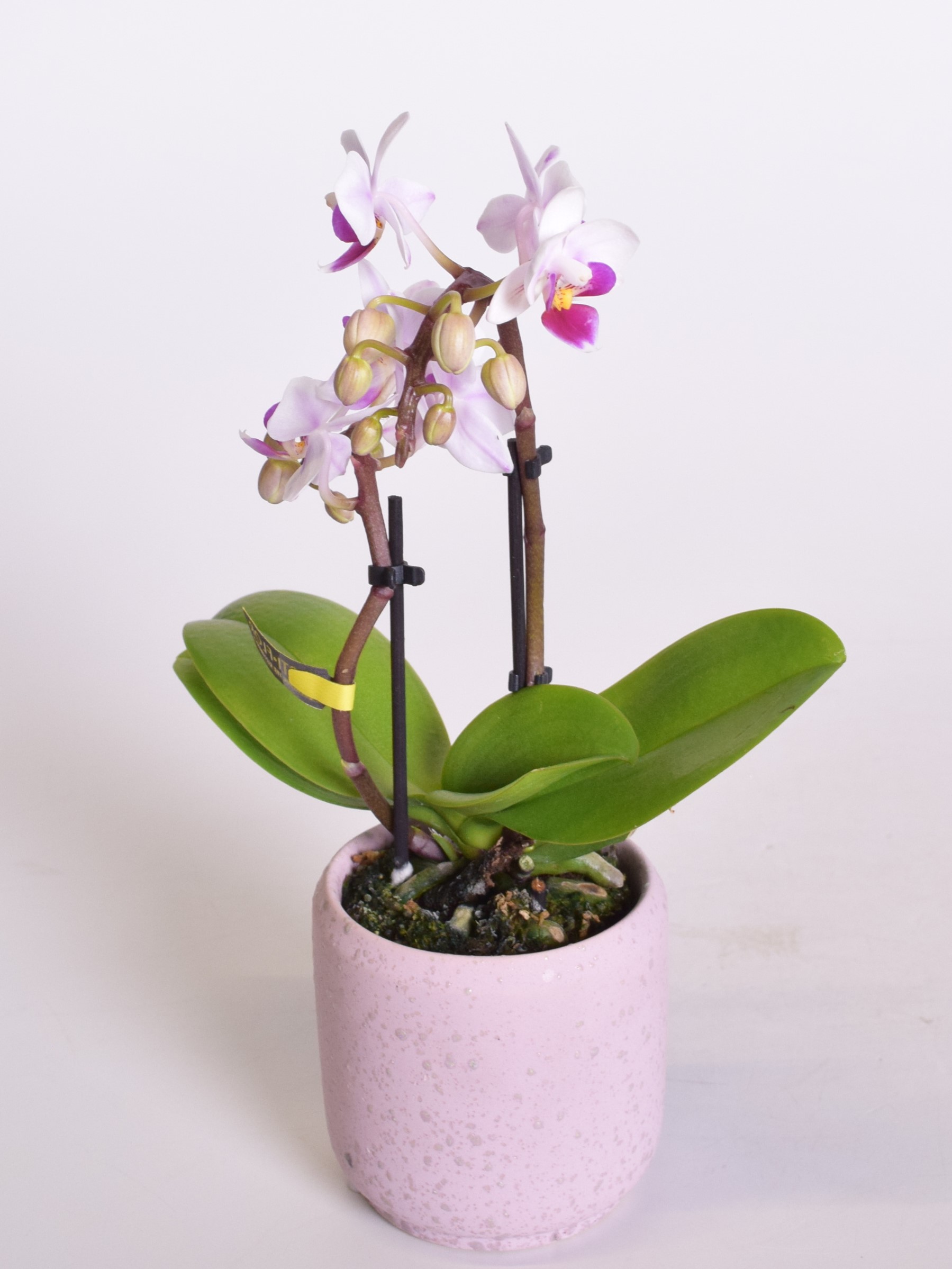 Kuuking 'Alice' P7 2õv | Gardest