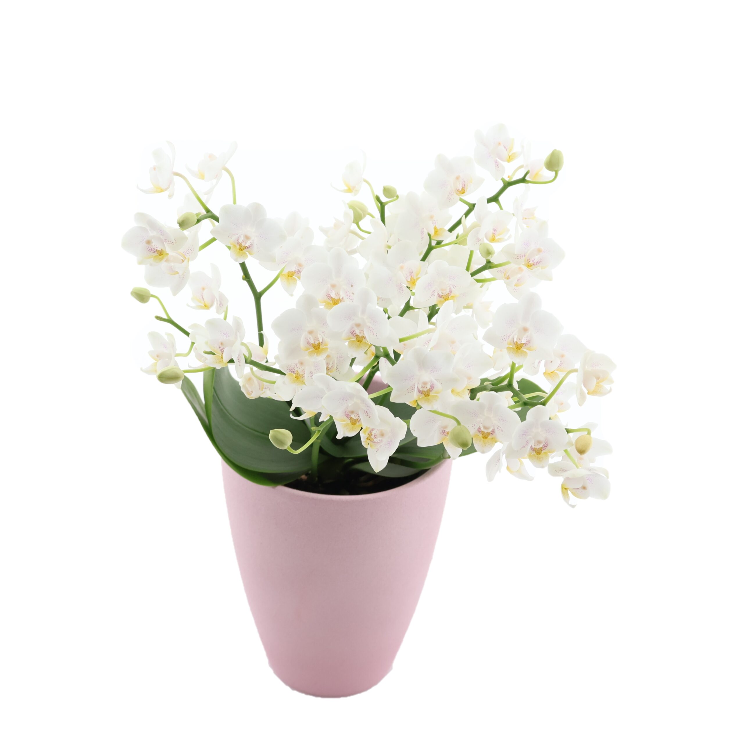 Kuuking 'White Punch' P12 5-vart | Gardest