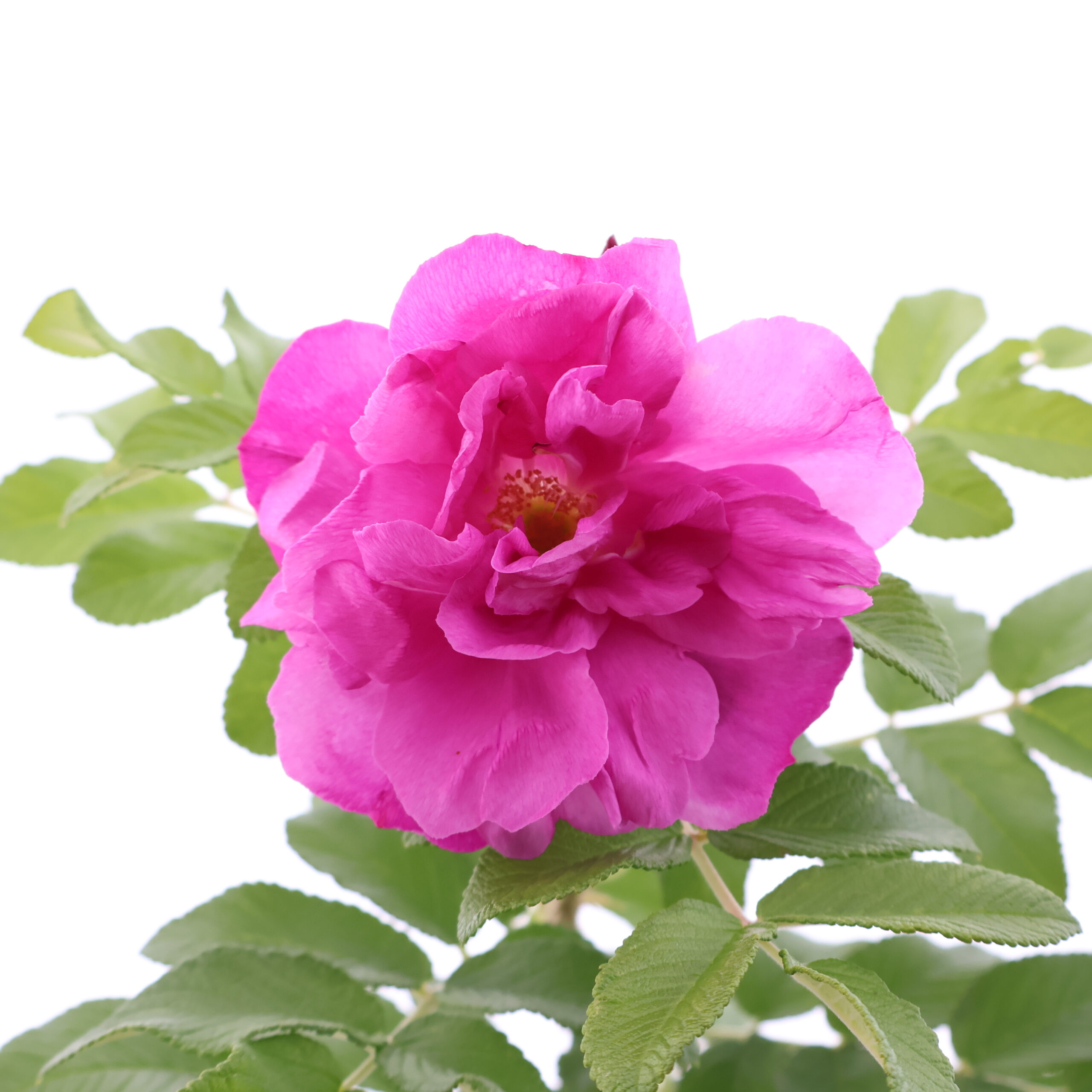 Pargiroos 'Red Foxi'® C4 /Eestis kasvatatud | Gardest