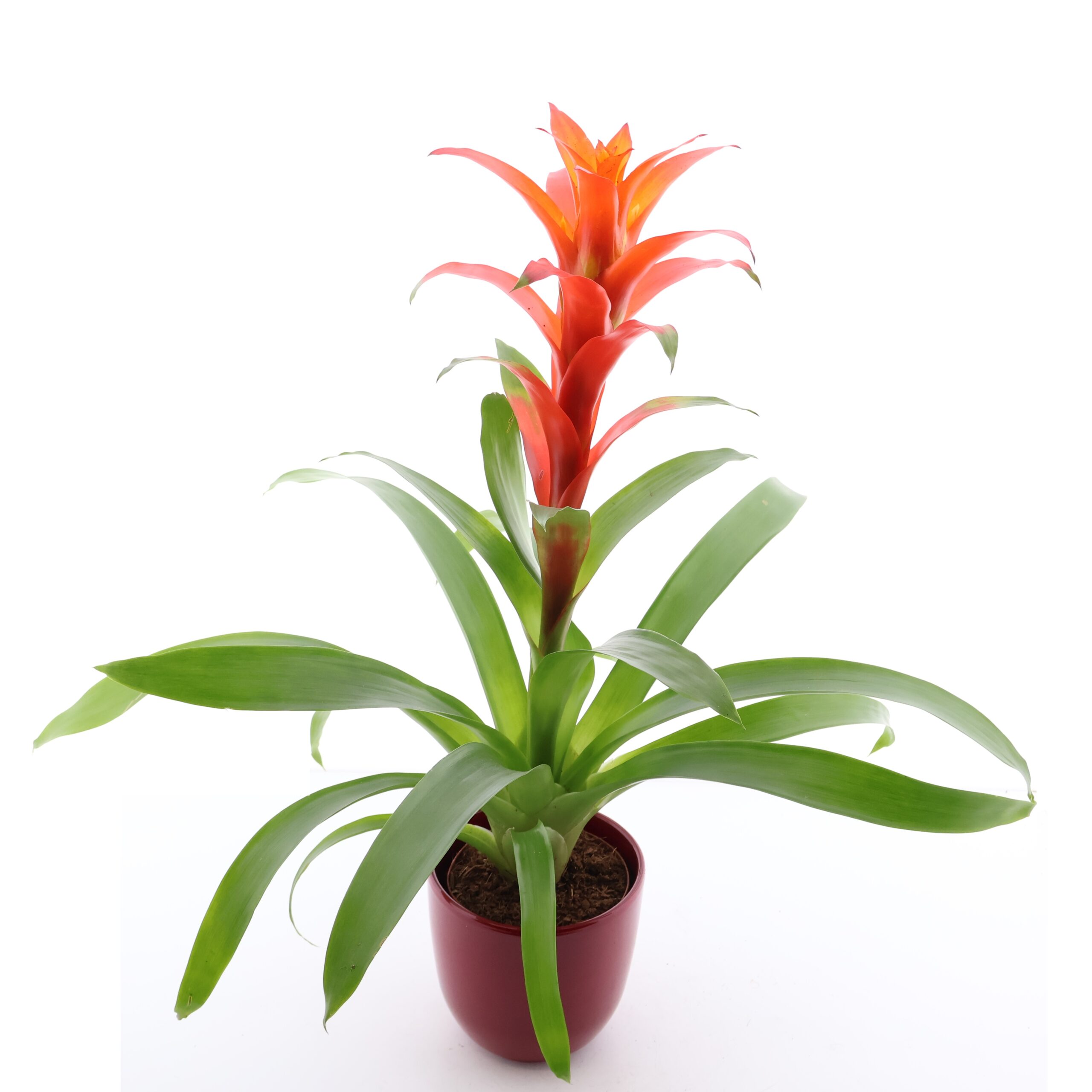 Gusmaania 'Suerte Orange' P12 45cm | Gardest