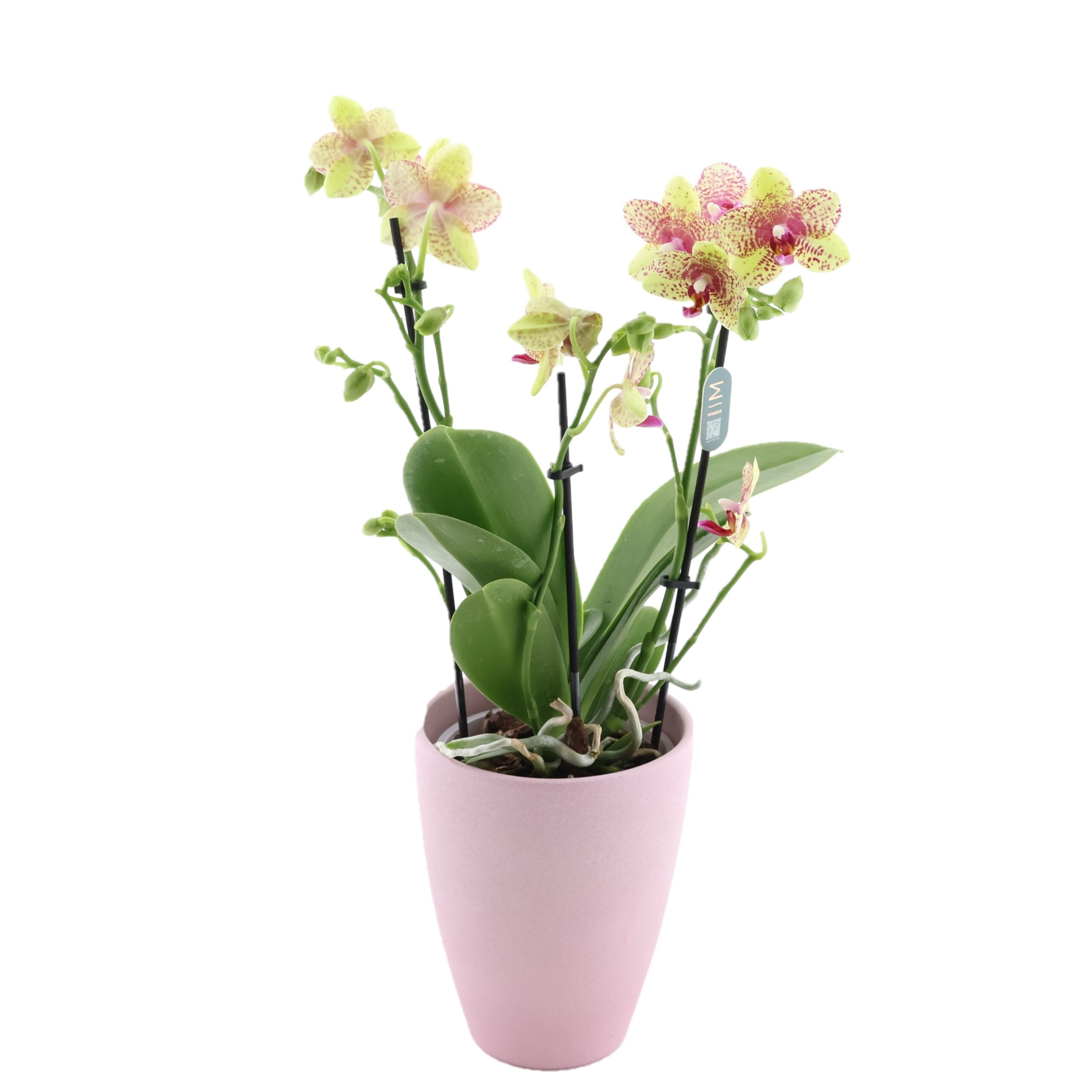 Kuuking 'Grosseto' P12 2õv | Gardest