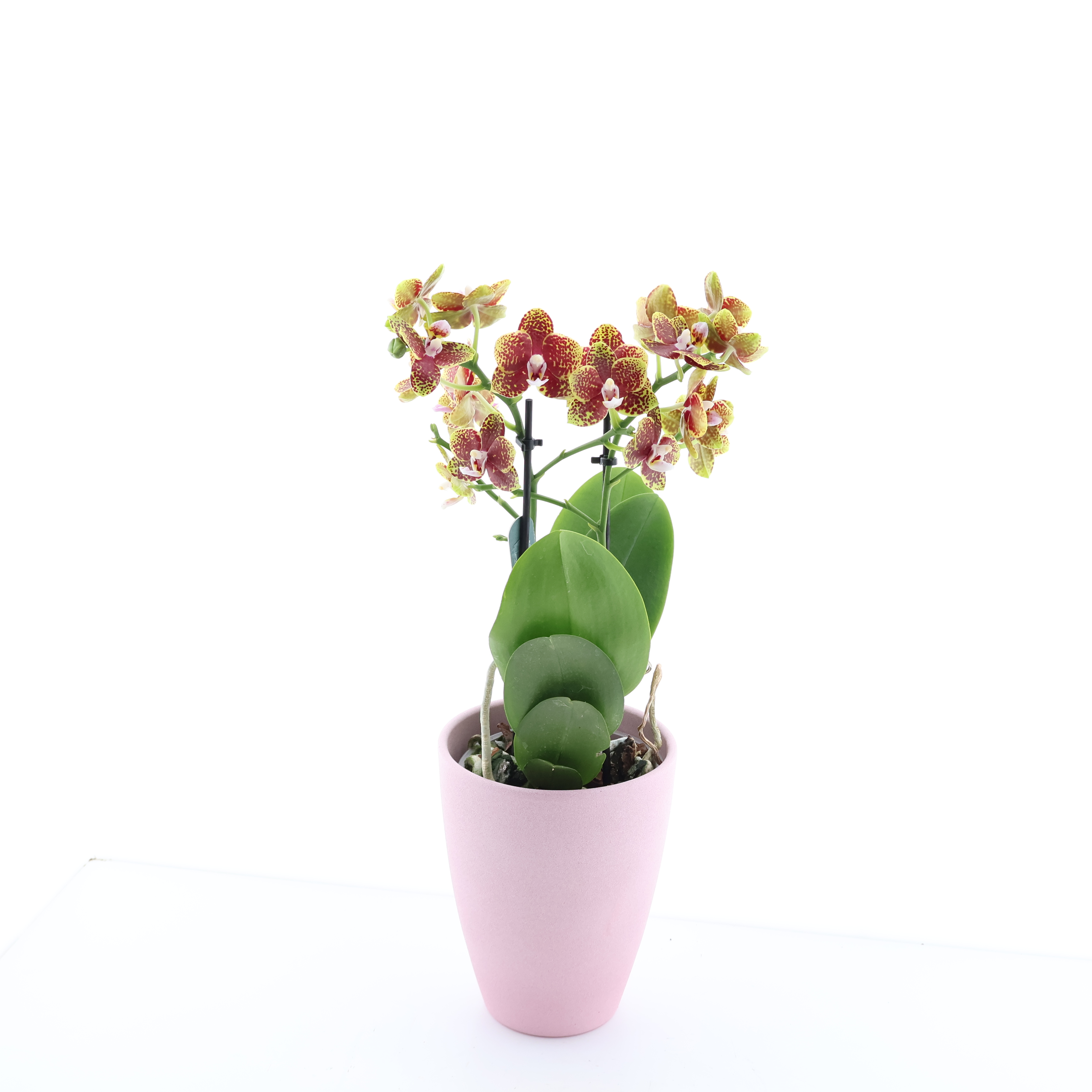 Kuuking 'Bambula' P12 2õv | Gardest