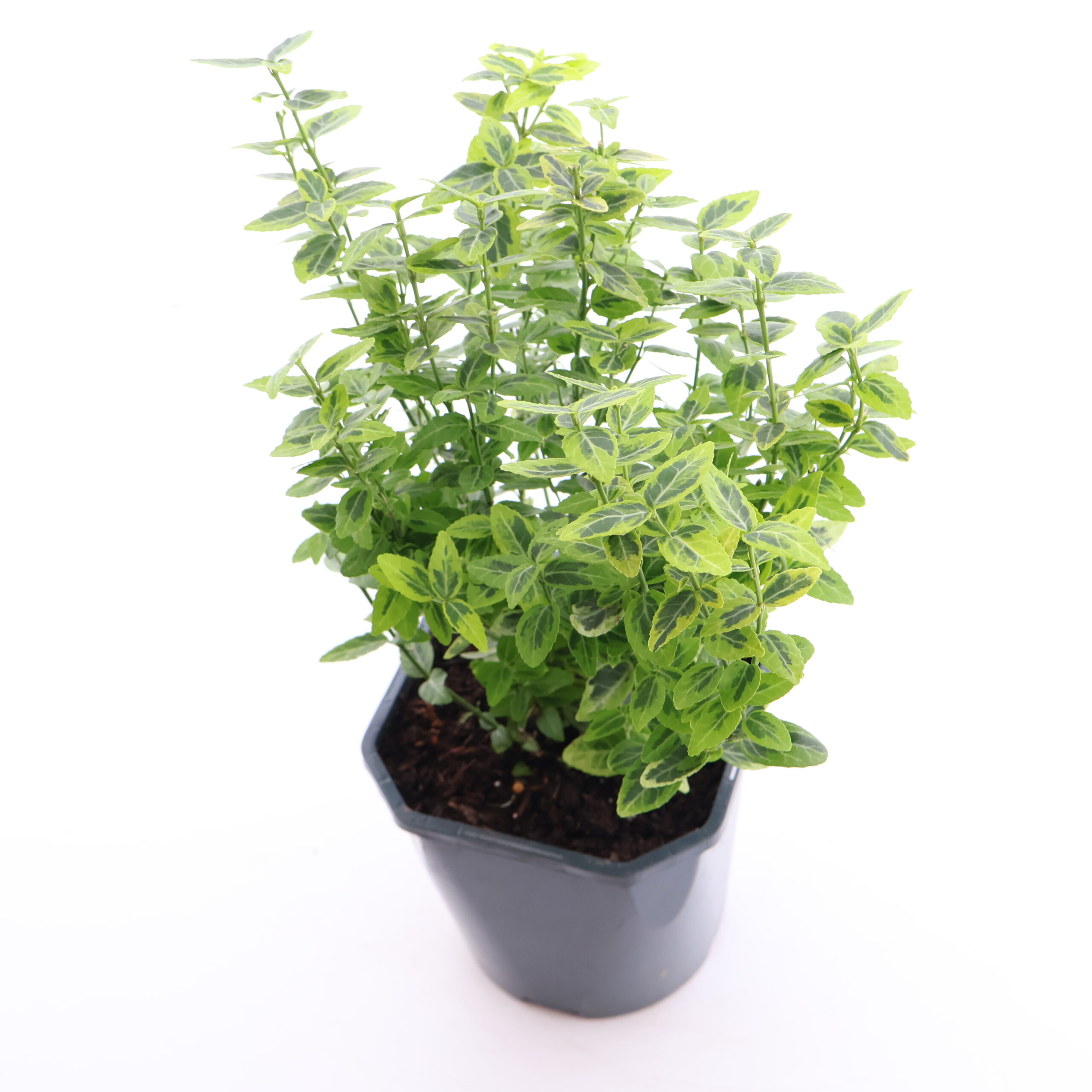Fortune'i kikkapuu 'Emerald 'n Gold' P17 | Gardest
