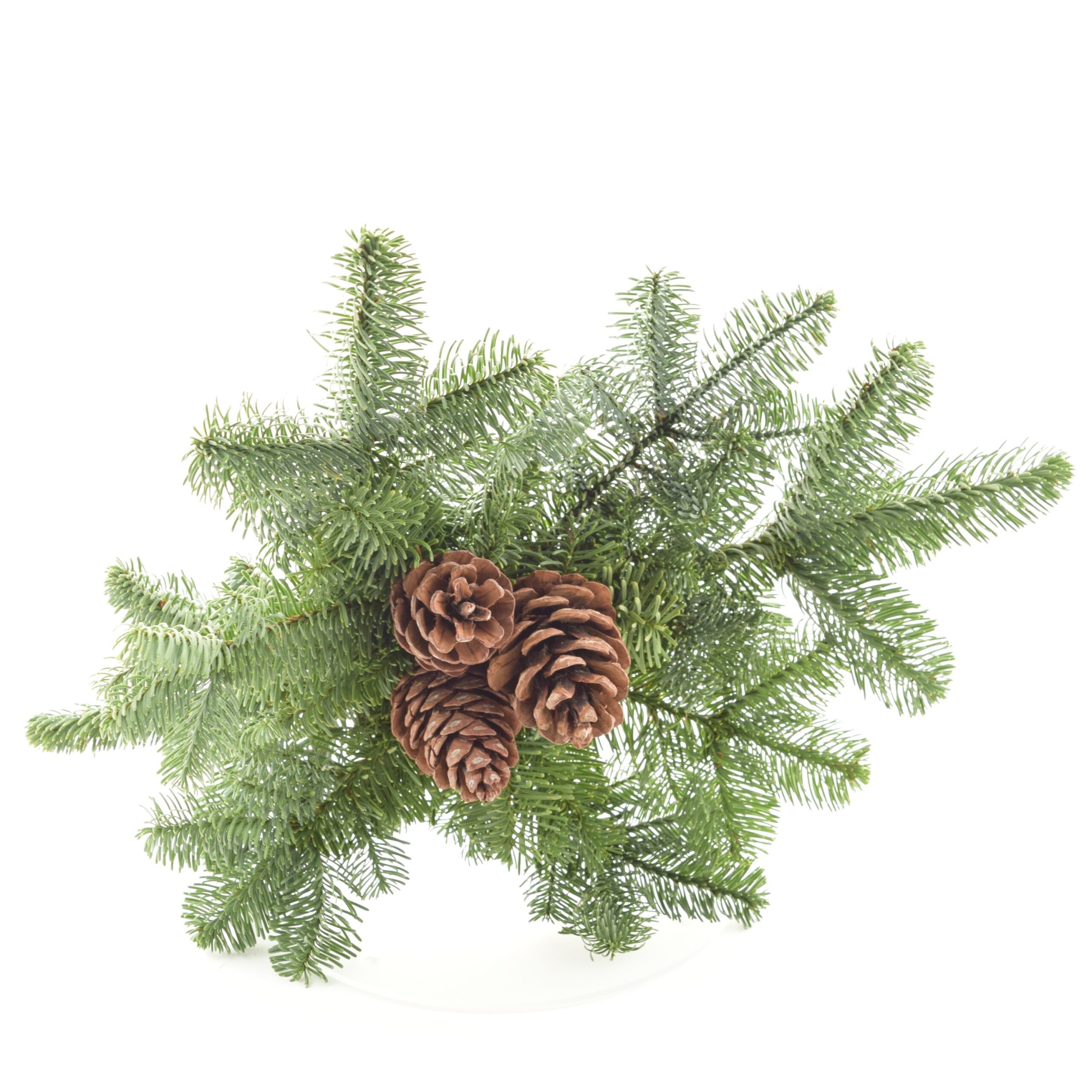 Naturaalne nulu rosett 40cm | Gardest