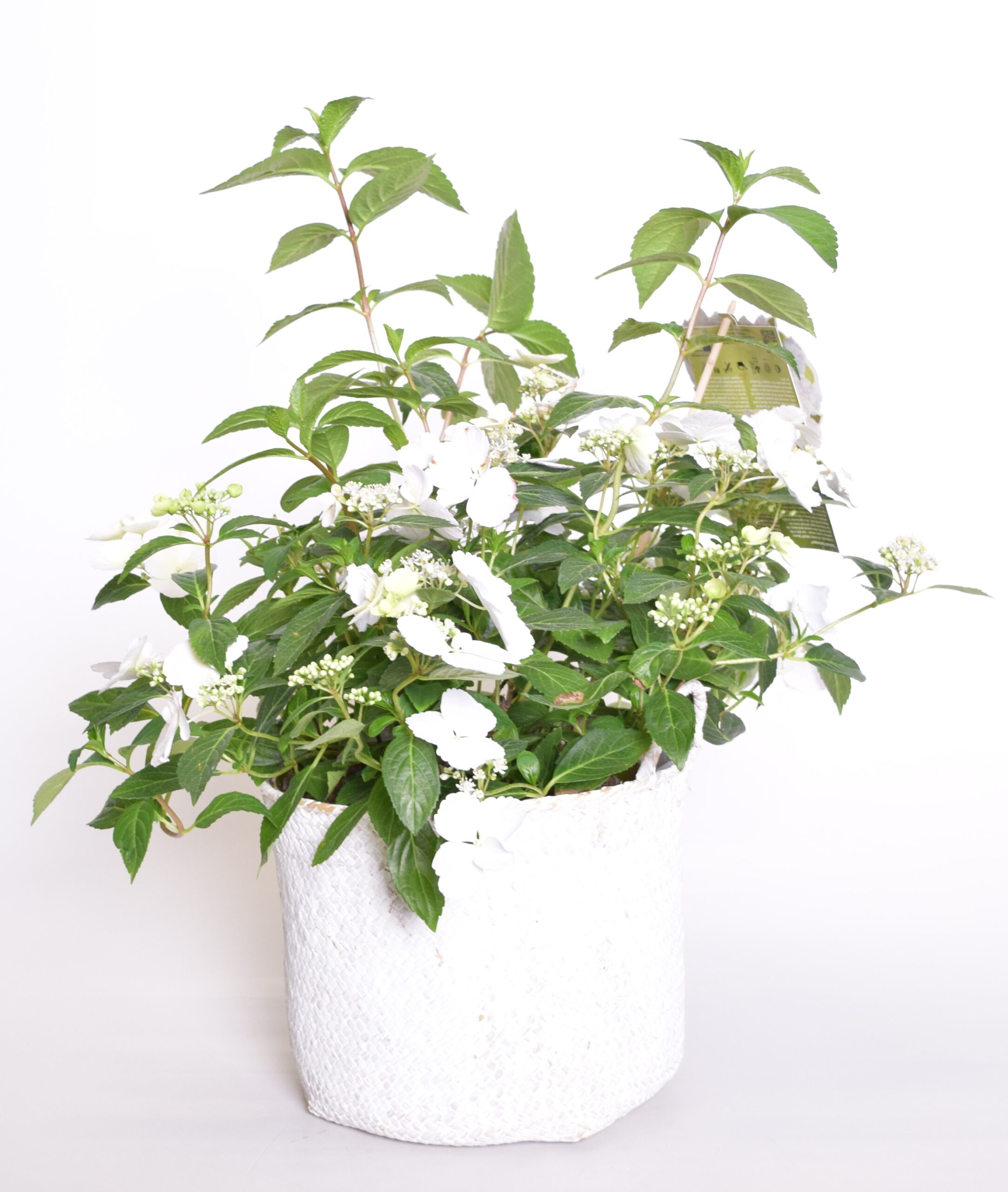 Hortensia 'Runaway Bride' P25 | Gardest