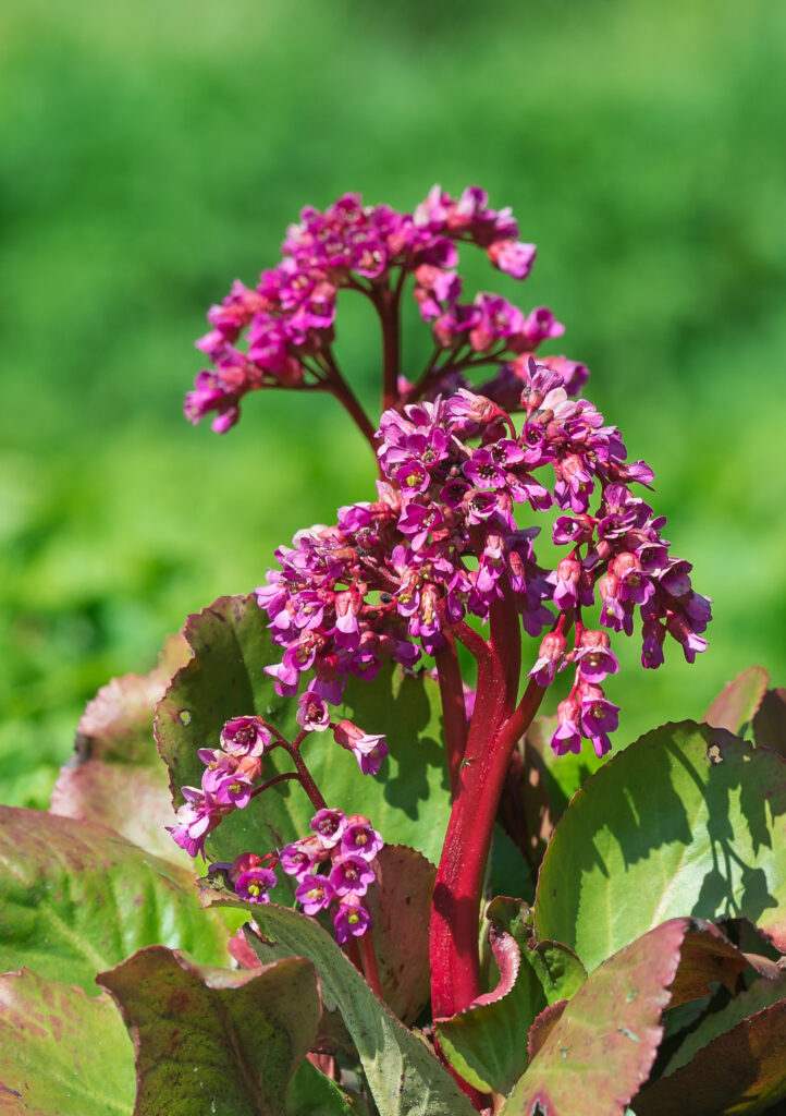 Südajalehine bergeenia 'Winterglut' P12 Eestis kasvatatud | Gardest