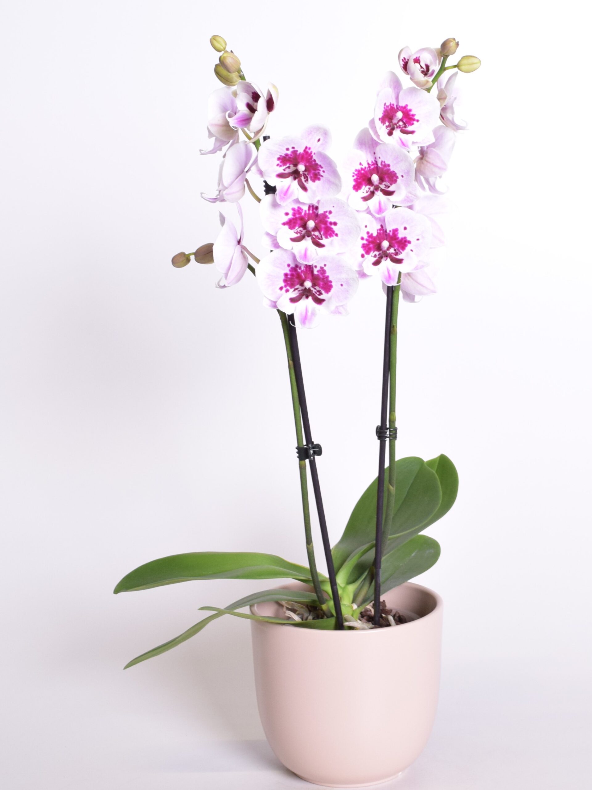 Kuuking 'Aladdin' P12 2 õievart | Gardest