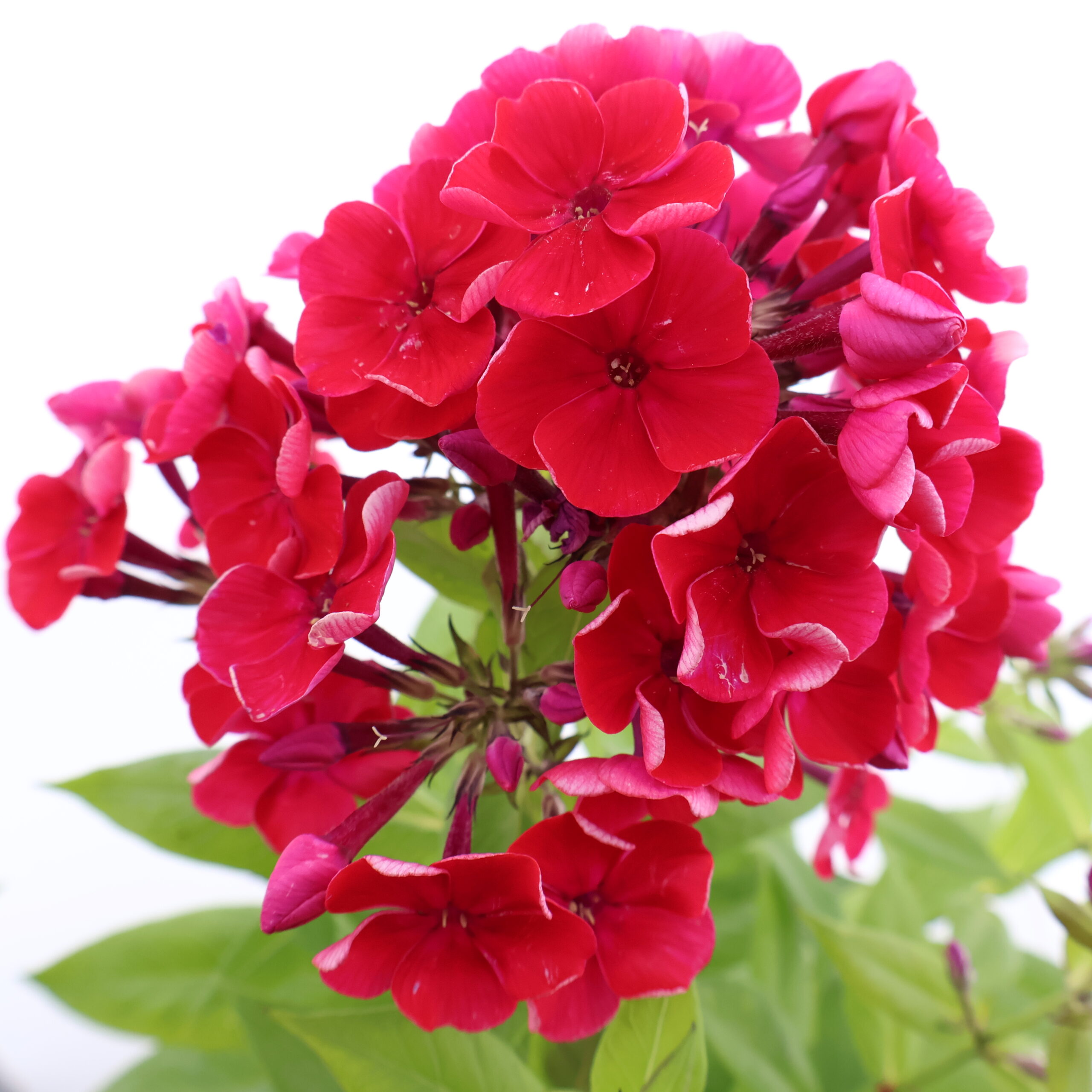 Aed-leeklill 'Flame Red' P16 Eestis kasvatatud | Gardest