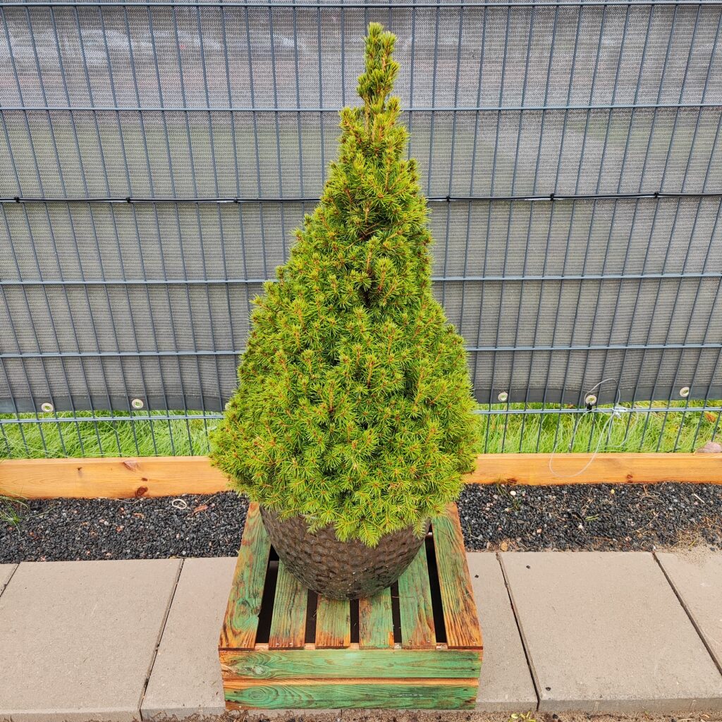 Kanada kuusk 'Conica' P22 100cm | Gardest