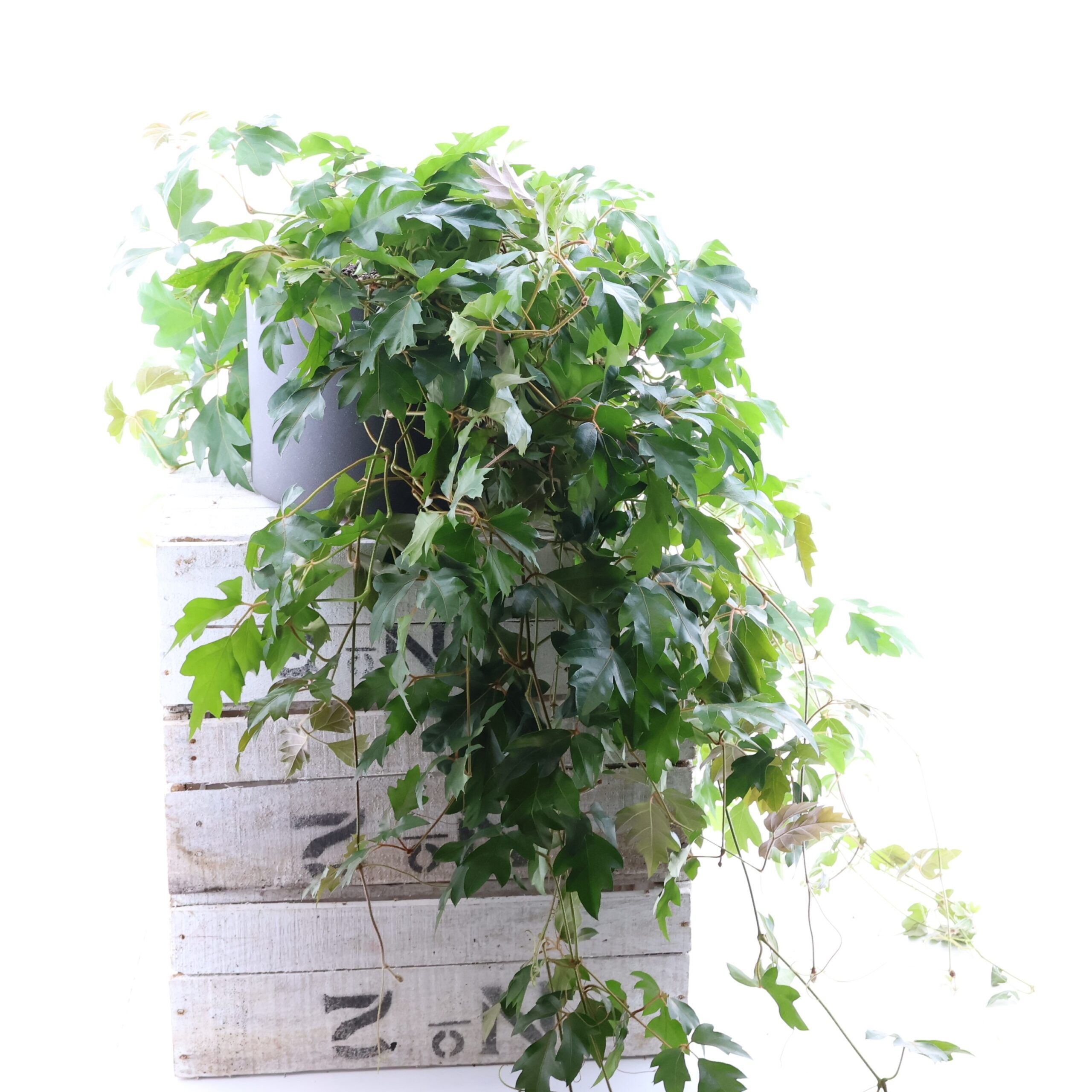 Romblehine tsissus 'Ellen Danica' P17 amplis | Gardest