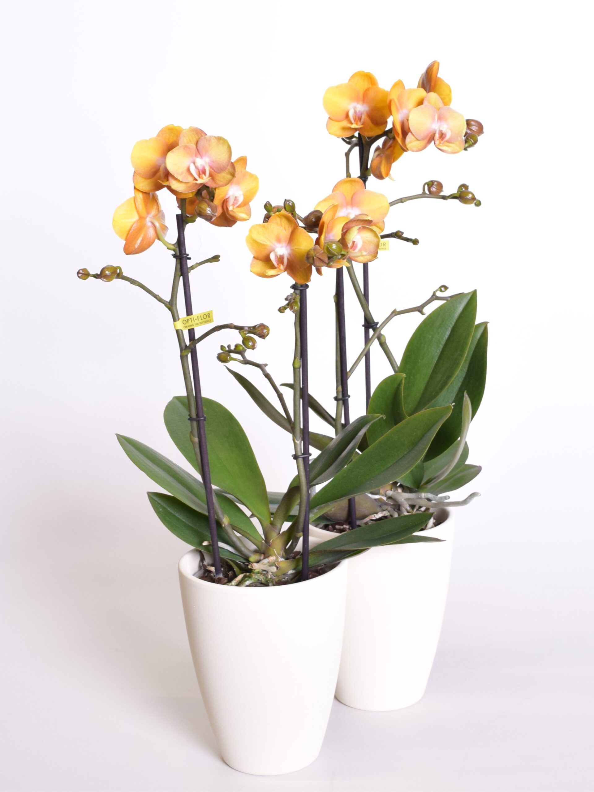 Kuuking 'Las Vegas' P12 2-3 õievart | Gardest