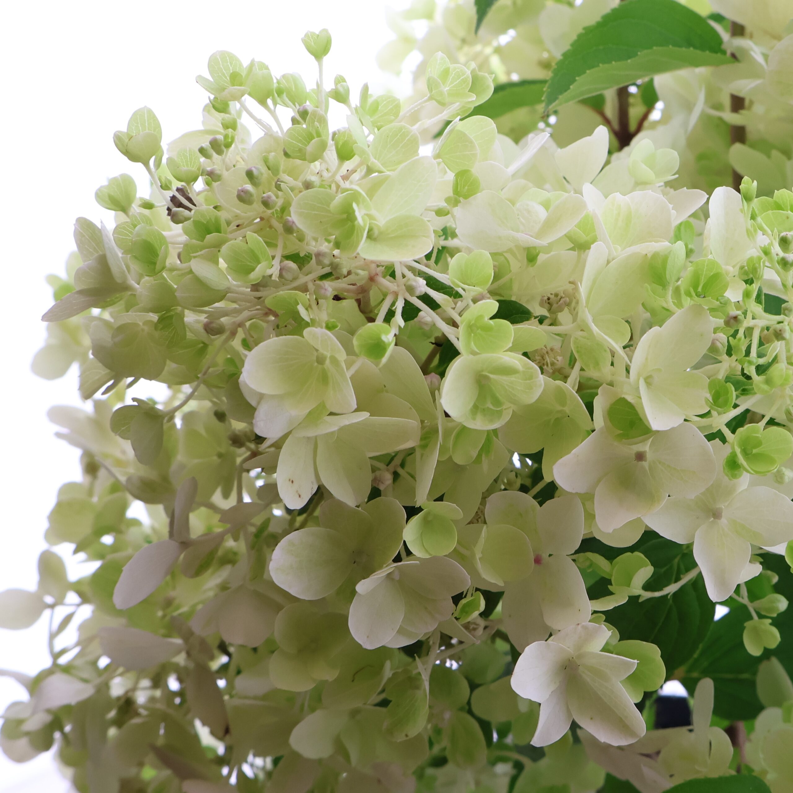 Aedhortensia 'Living Milk & Honey' P23 | Gardest