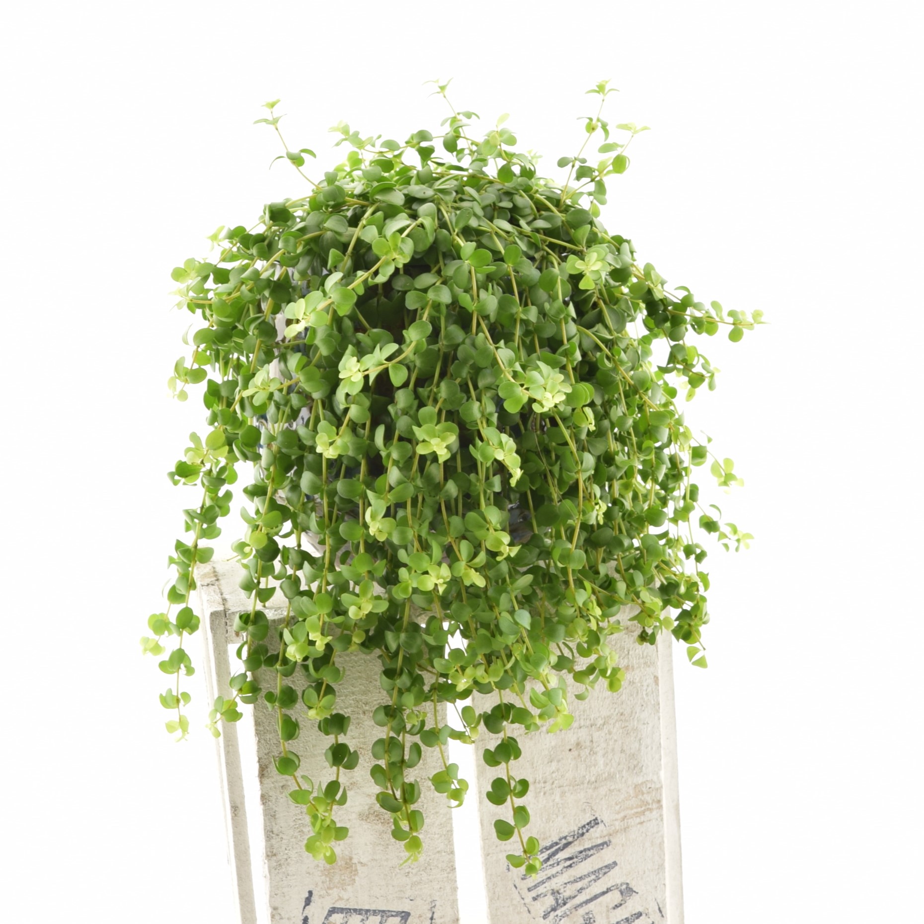 Peperoomia 'Isabelle' P14 amplis | Gardest