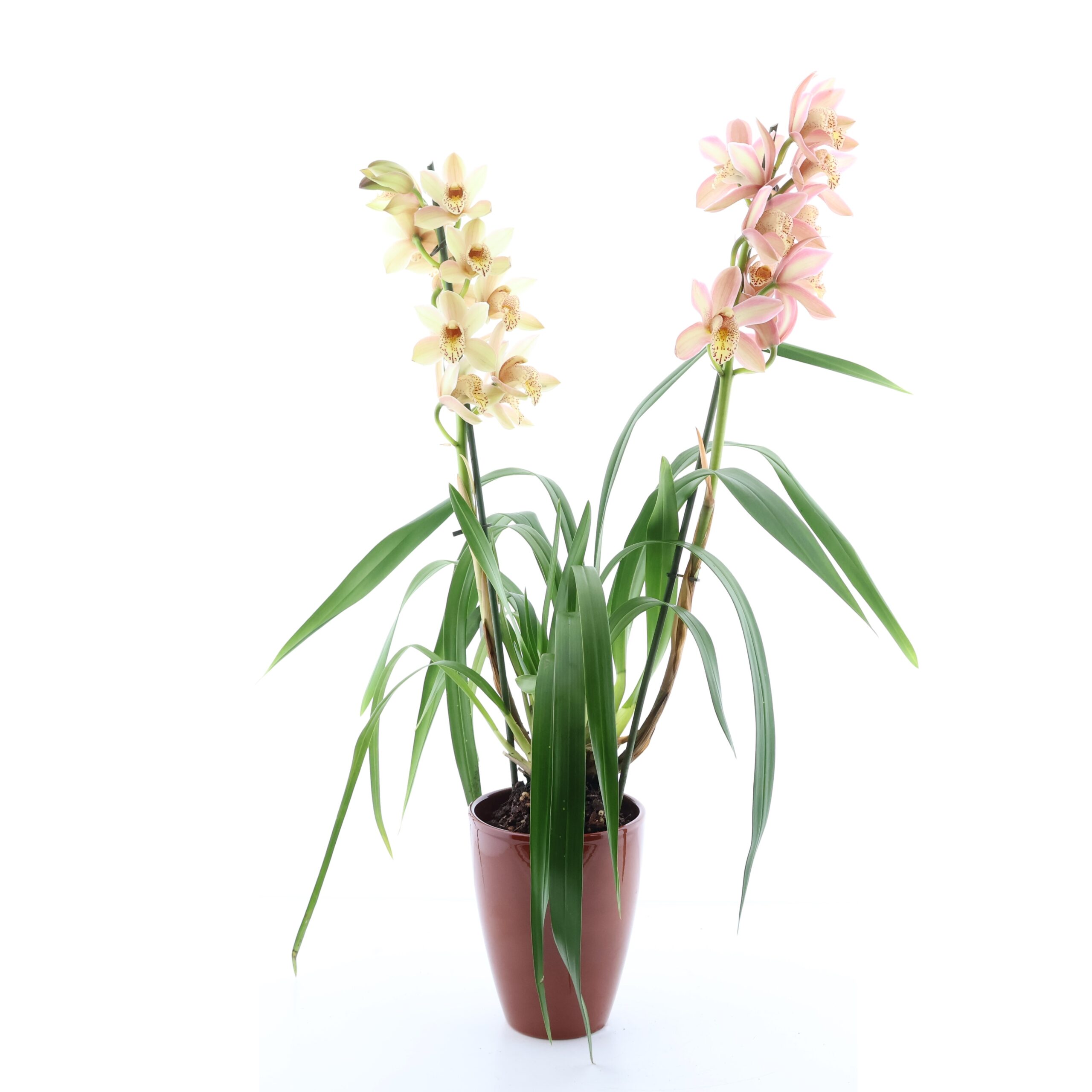 Tsümbiidium 'Wilhemina' P12 2õv | Gardest