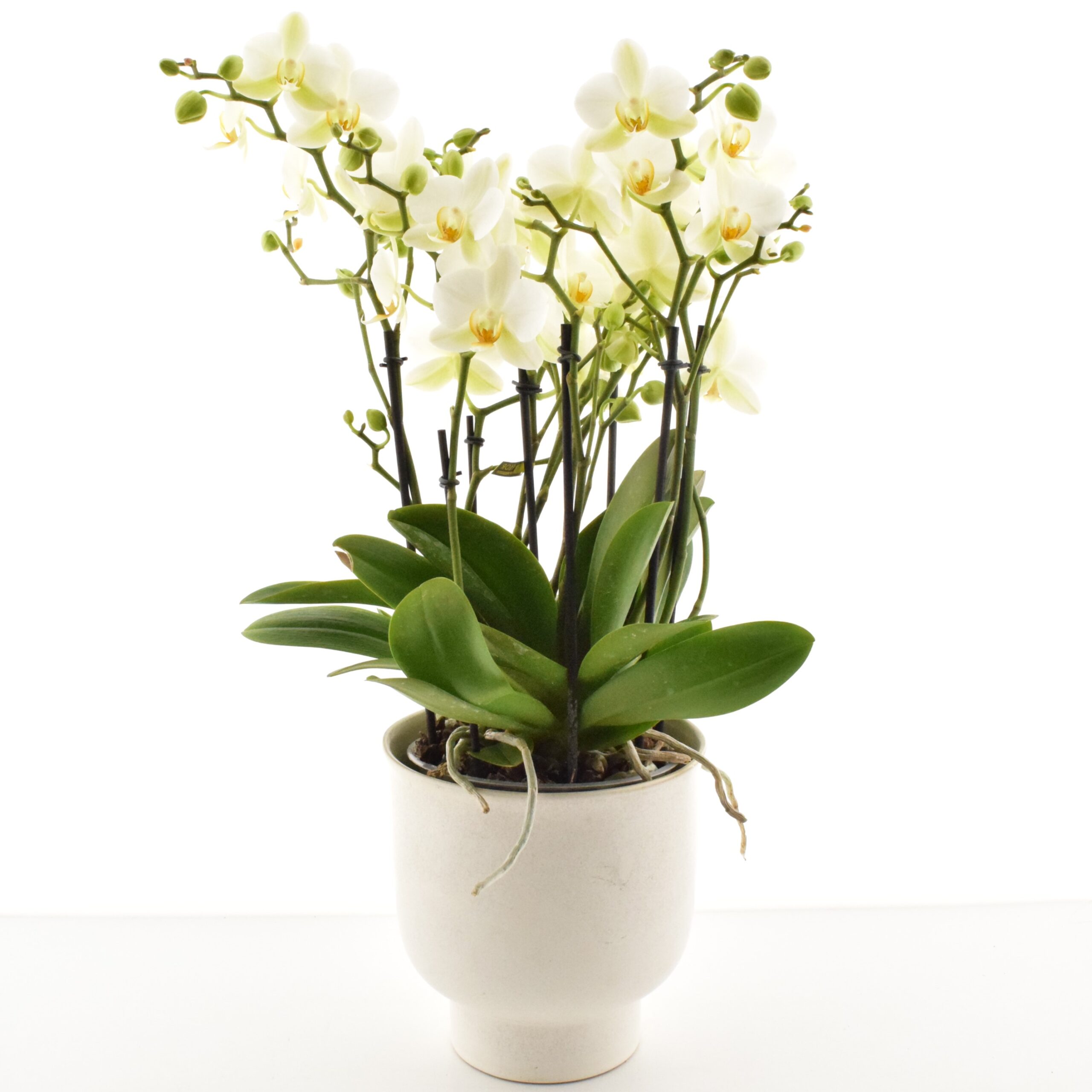 Kuuking 'Bellissimo Bella' P15 2 taime 6 õievart | Gardest