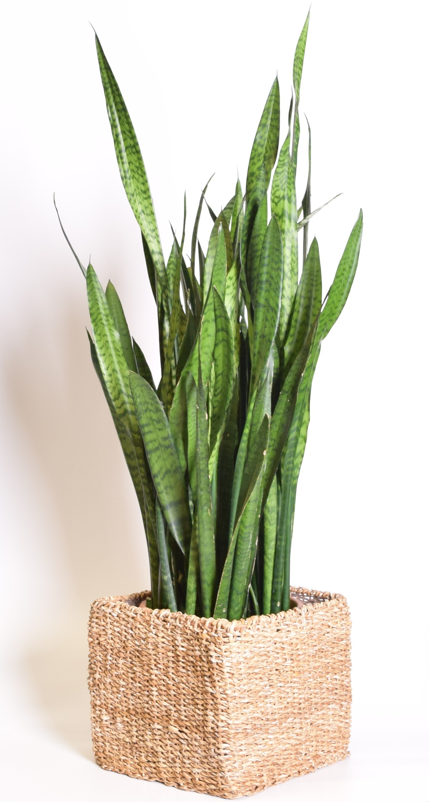 Tseiloni havisaba P33 120cm | Gardest