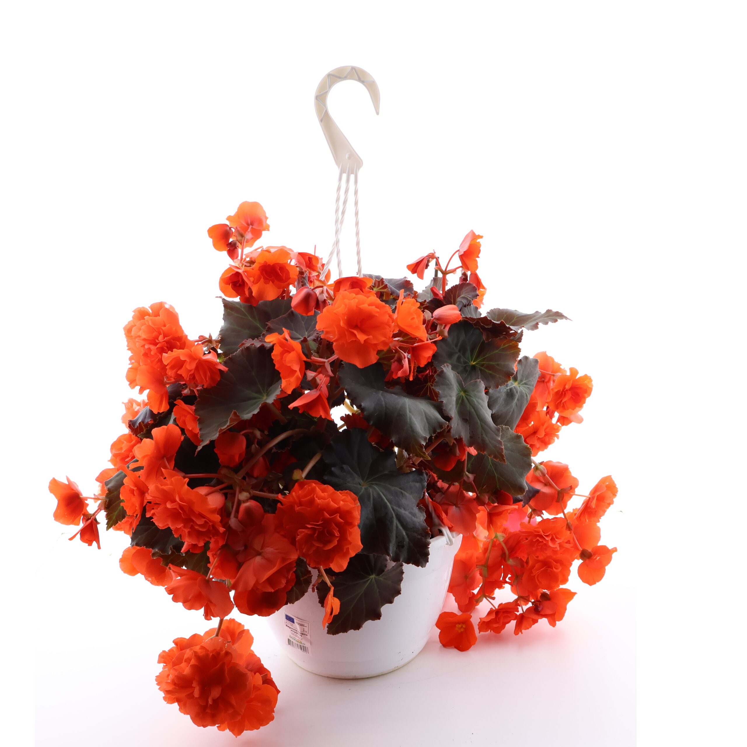 Begoonia Solenia amplis P25 /Eestis kasvatatud | Gardest