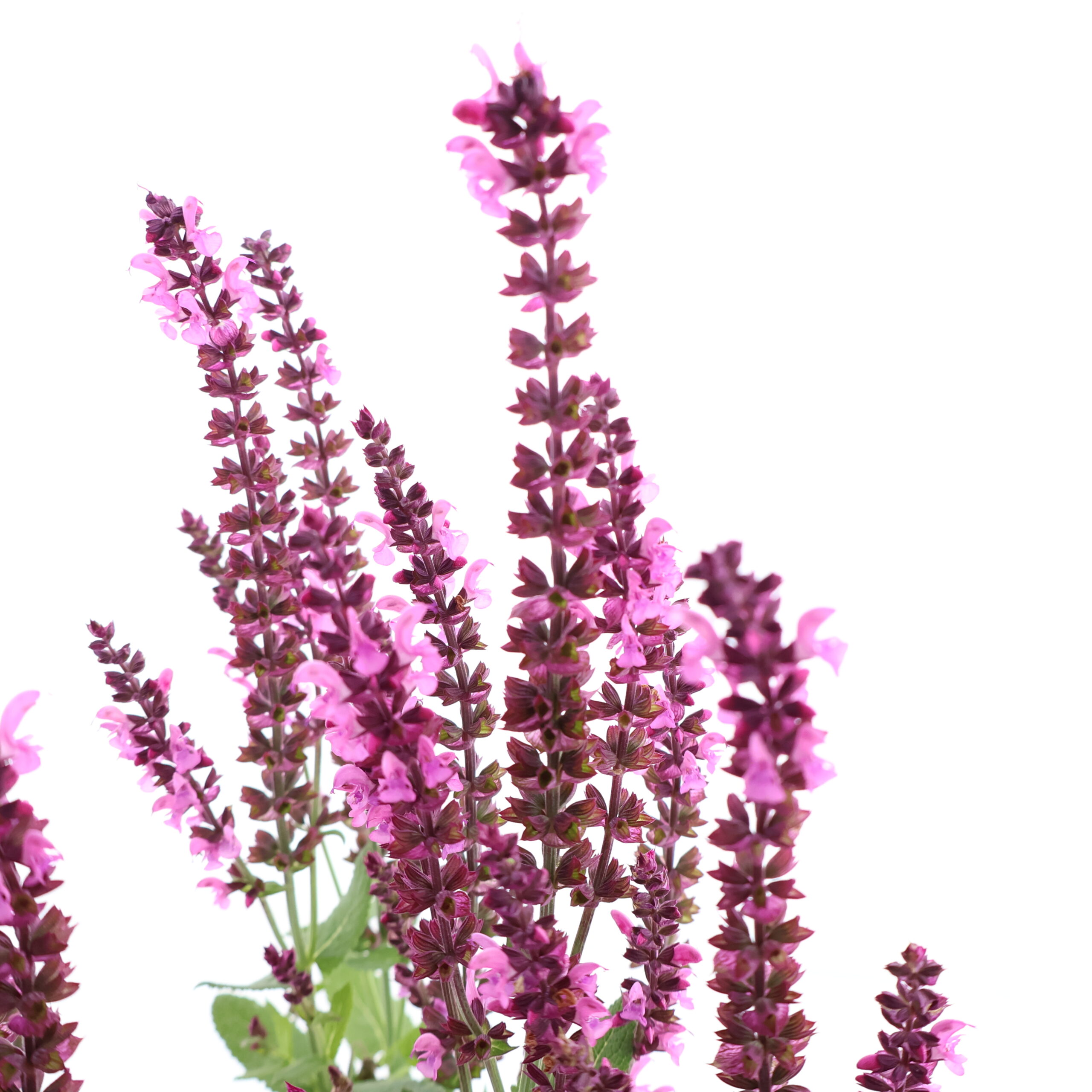 Metssalvei 'Sensation Bright Rose' P14 /Eestis kasvatatud | Gardest
