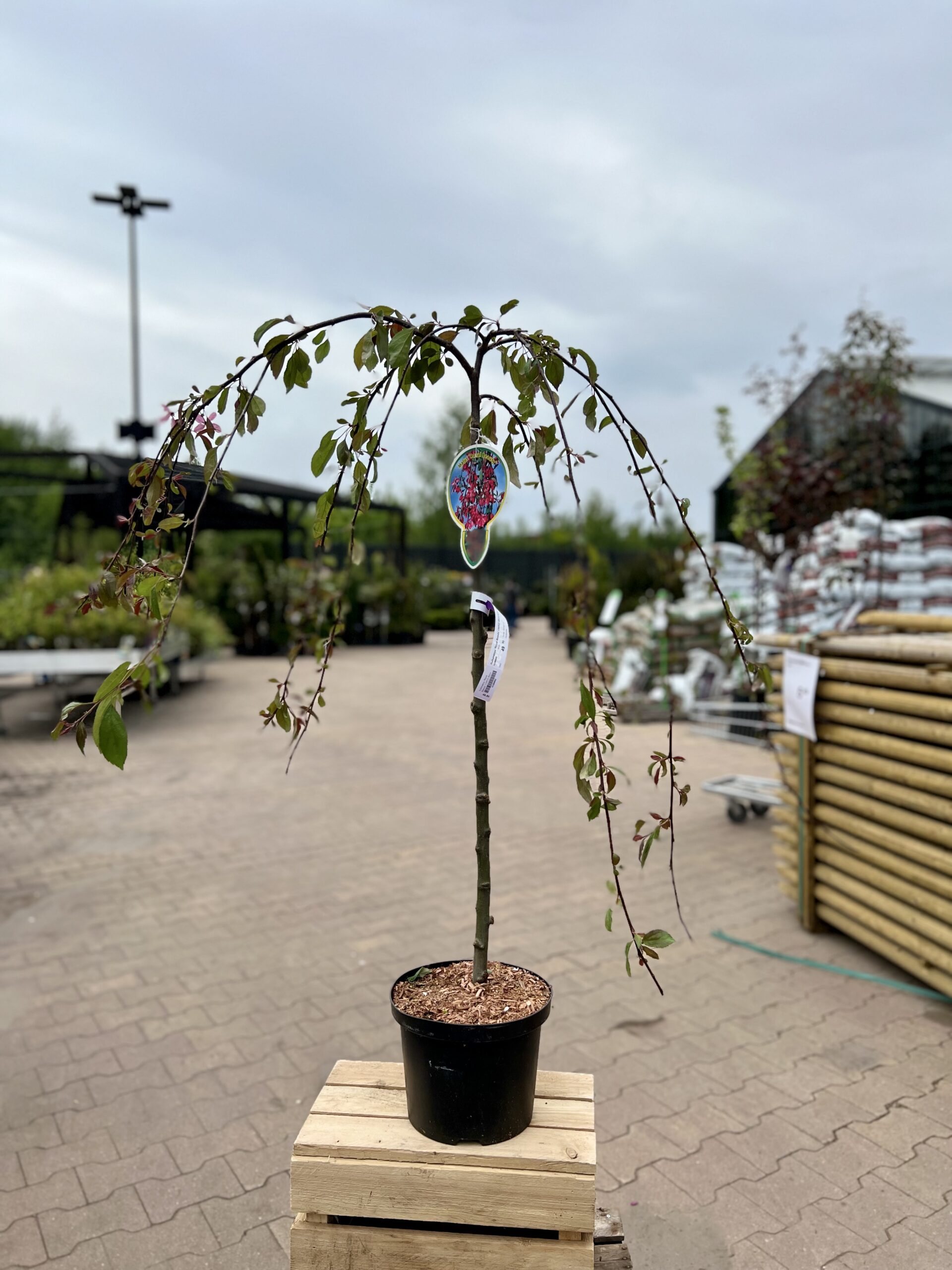 Iluõunapuu 'Royal Beauty' C5/P23 90cm tüvel | Gardest