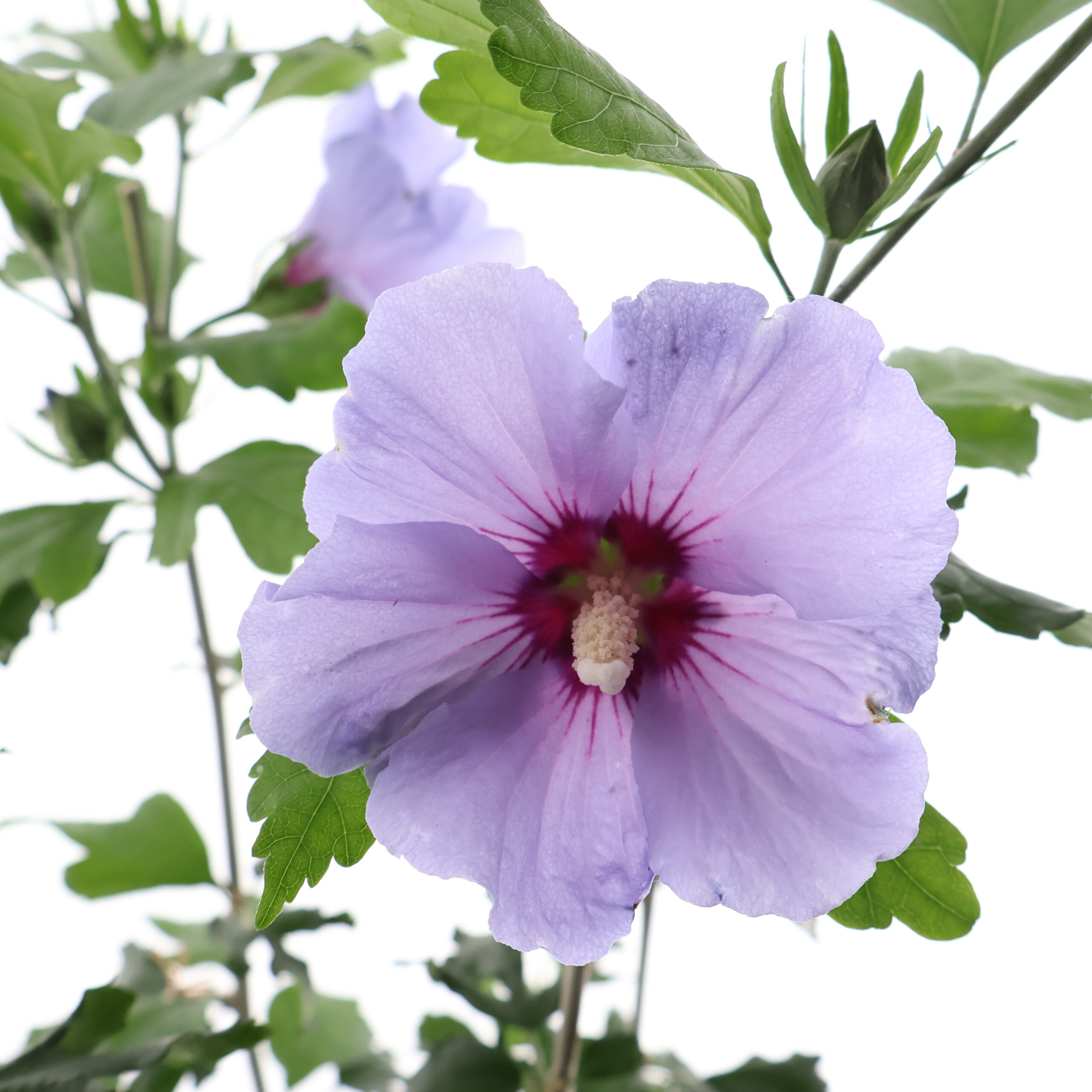 Süüria hibisk P19 | Gardest