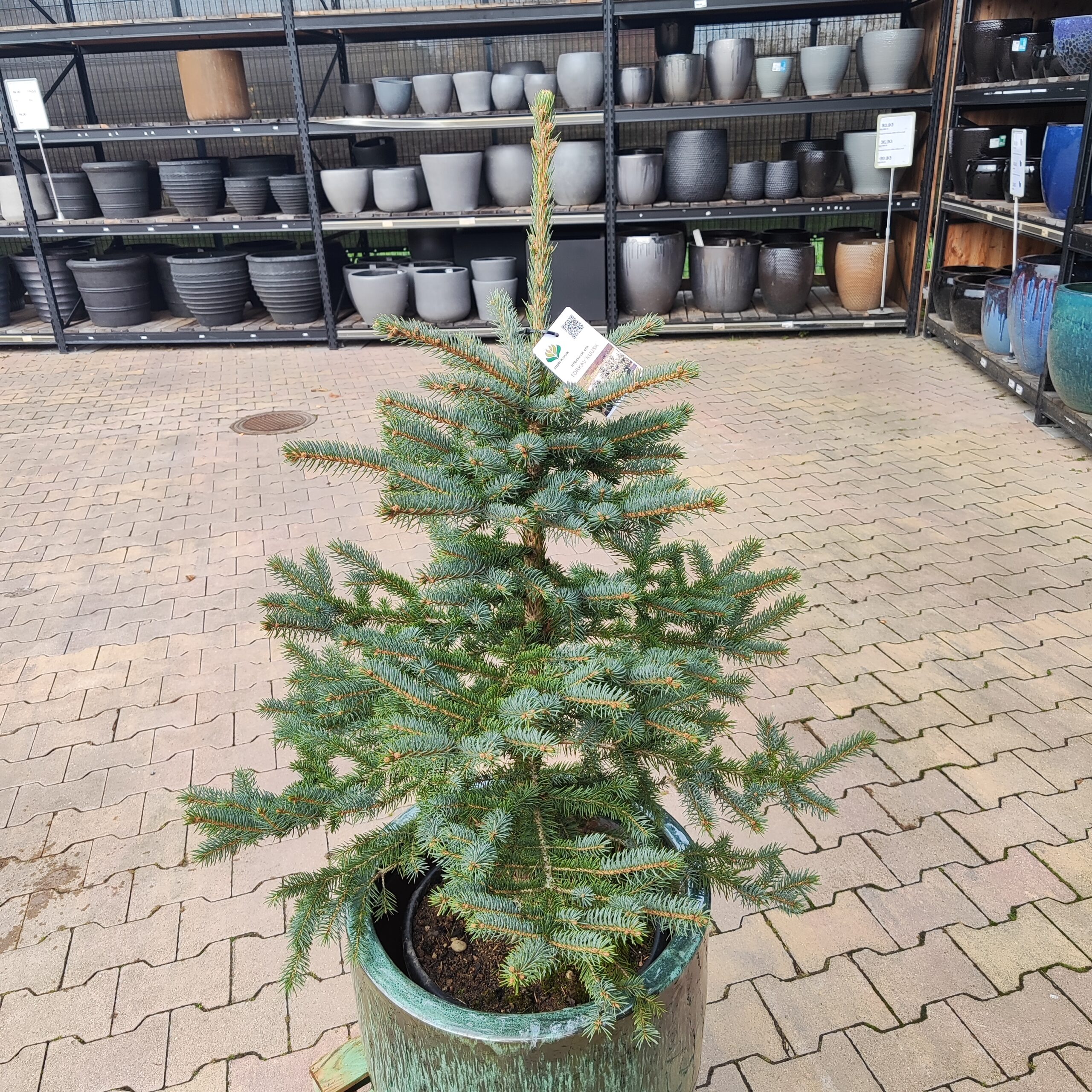 Torkav kuusk 100cm P30 Eestis kasvatatud | Gardest