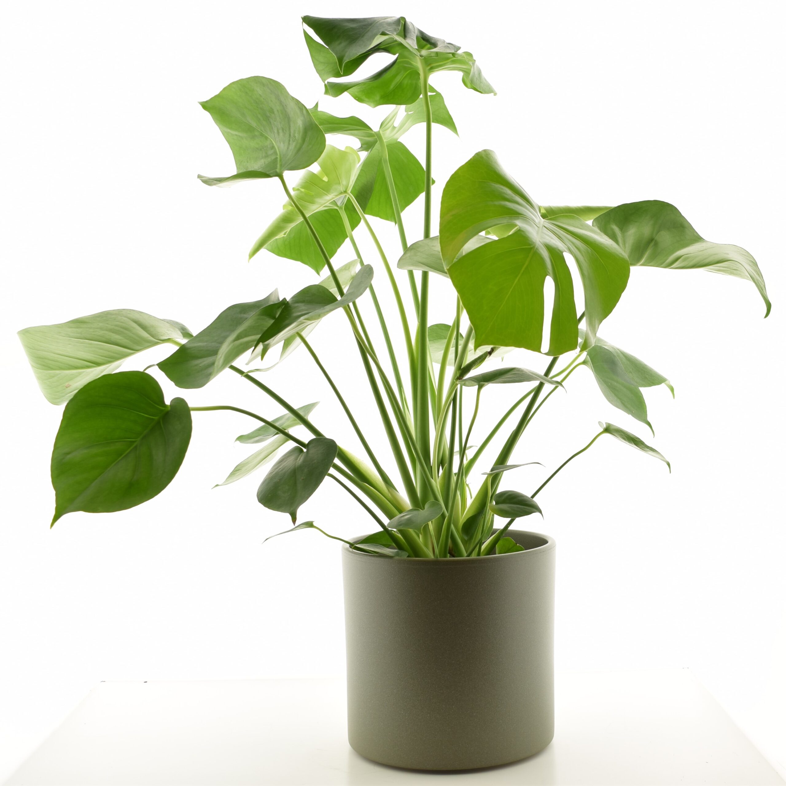 Meeldiv monstera P19 40cm | Gardest