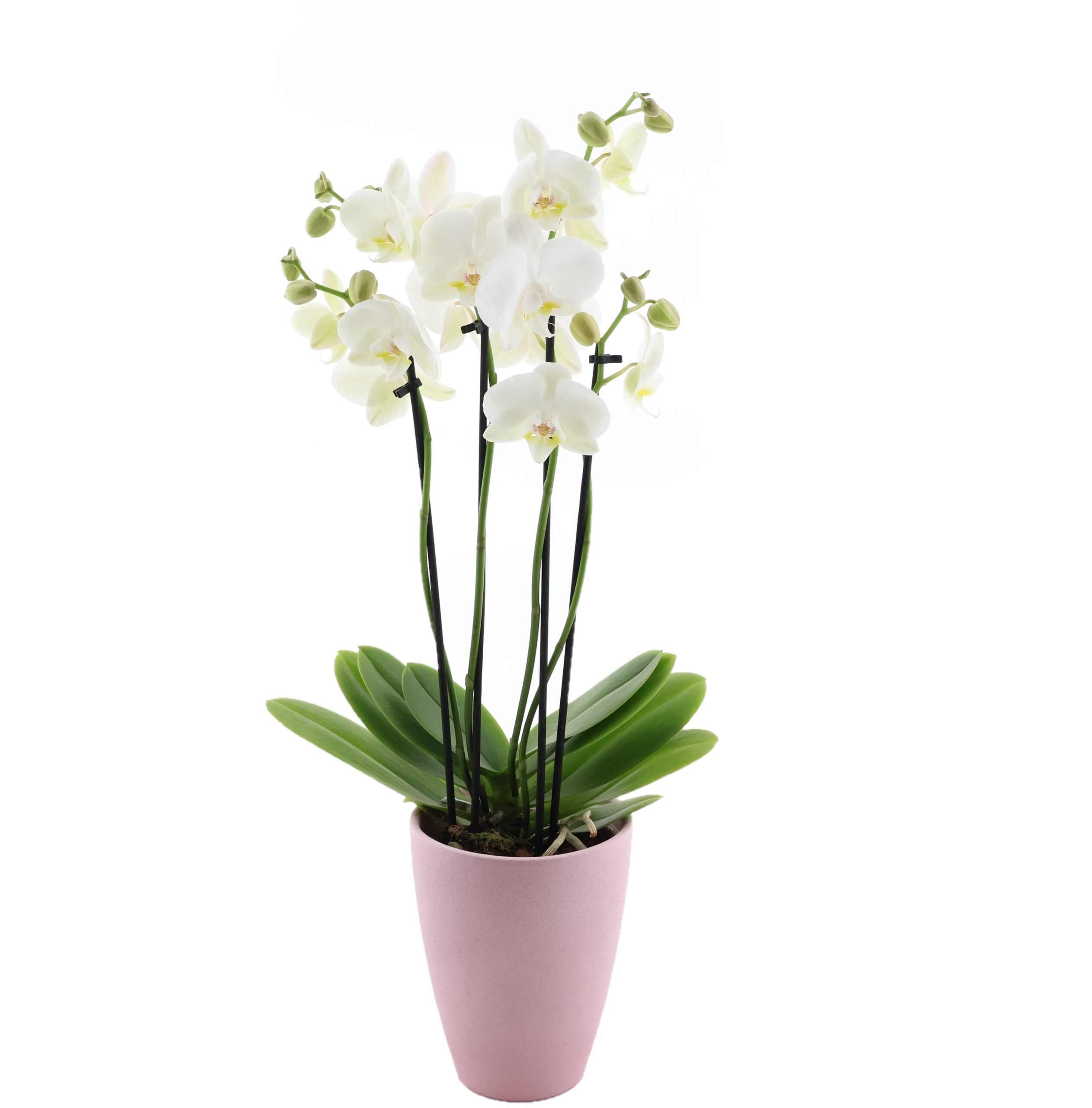 Kuuking 'Anthura Inverness' P12 4 õievart | Gardest