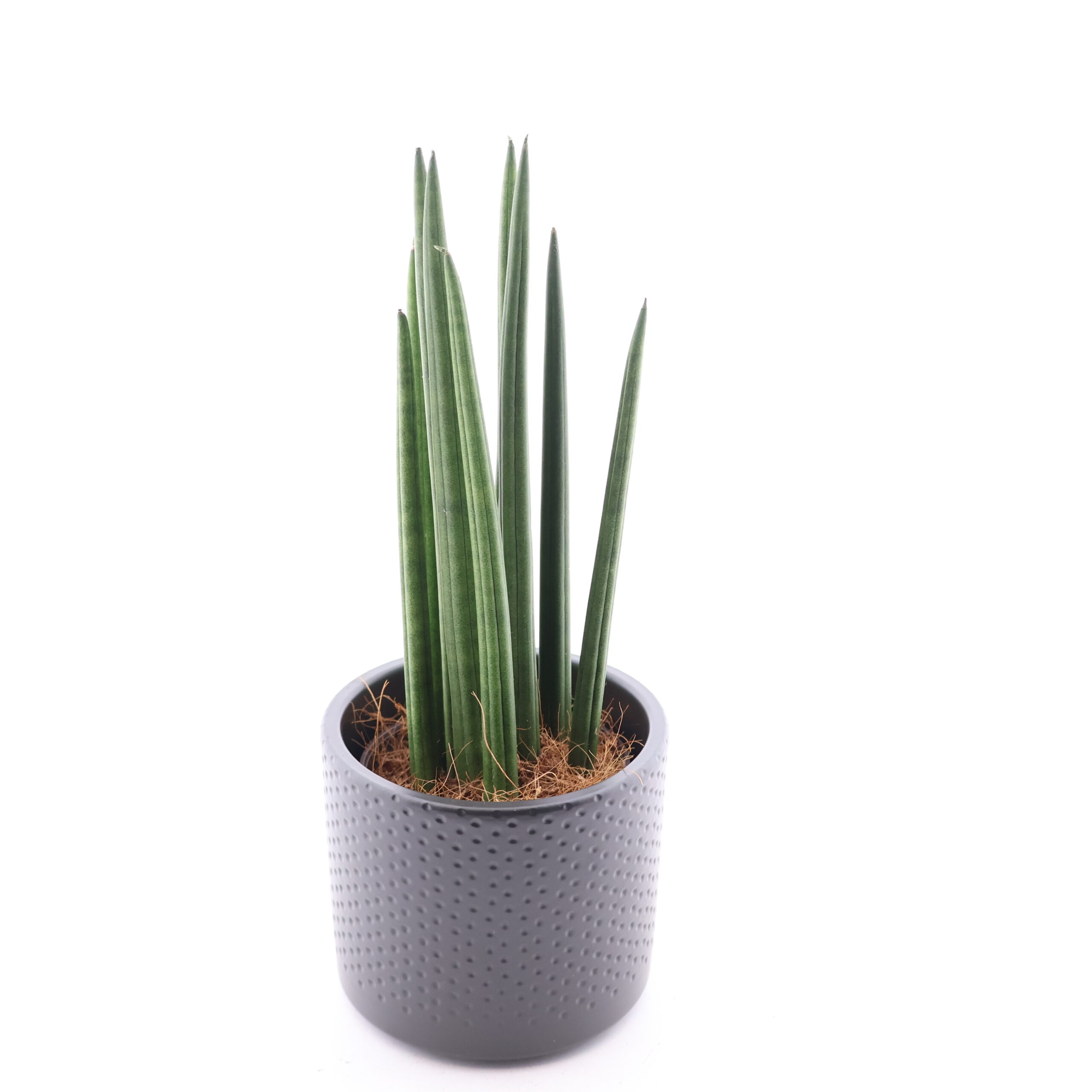 Silinderjas havisaba 'Nina' P8 | Gardest