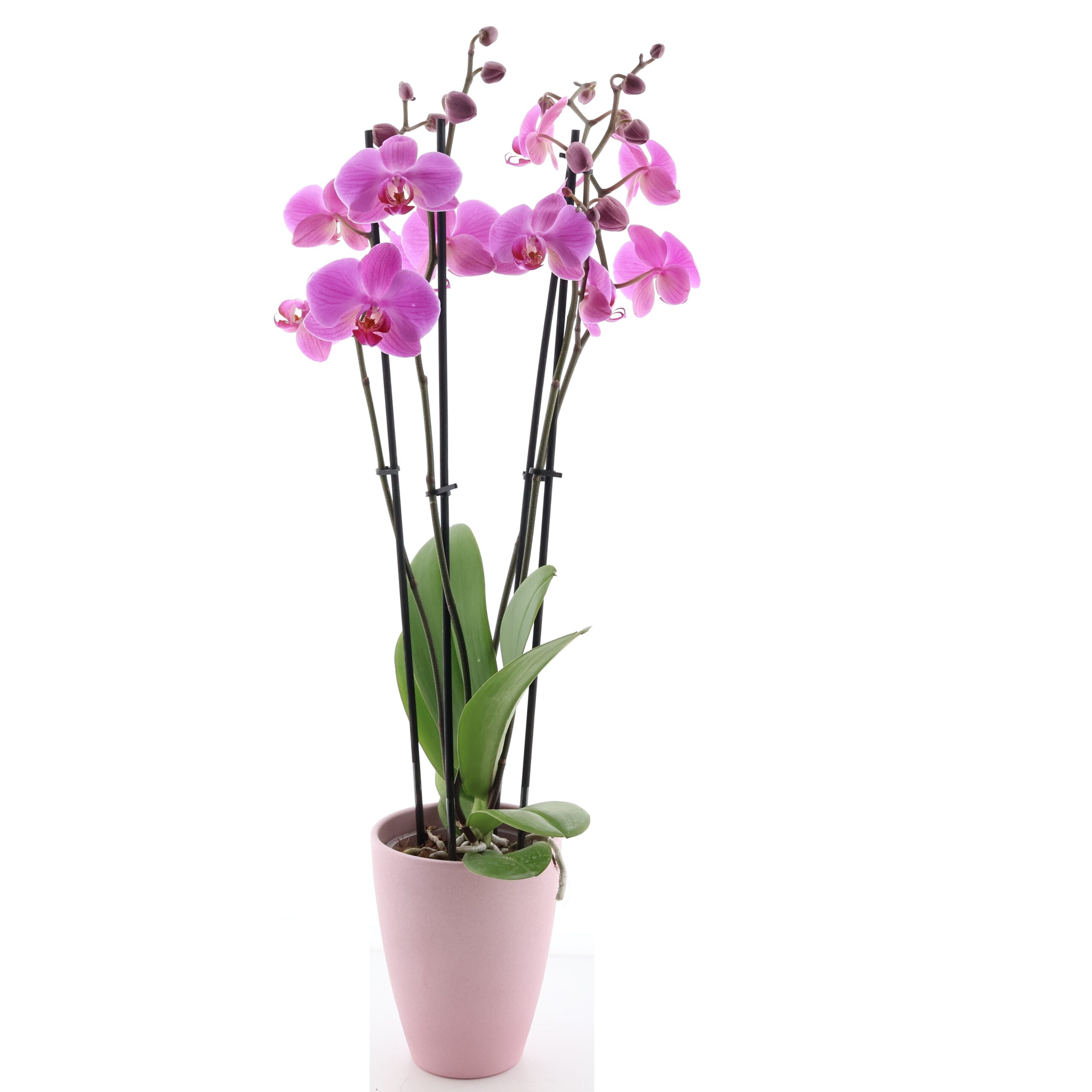 Kuuking 'Pittsburgh' P12 4õv | Gardest