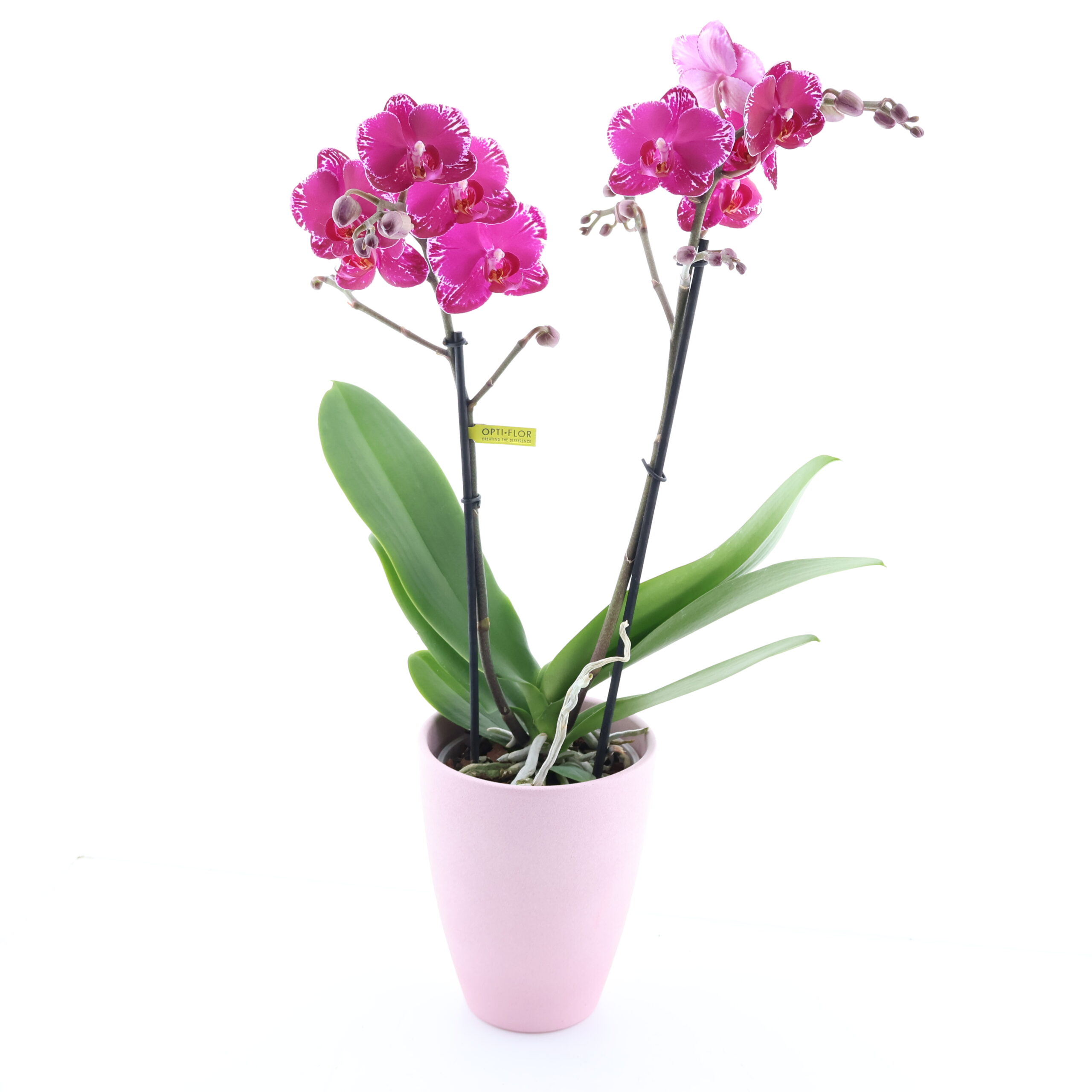 Kuuking 'Asian Violin' P12 2 õievart | Gardest