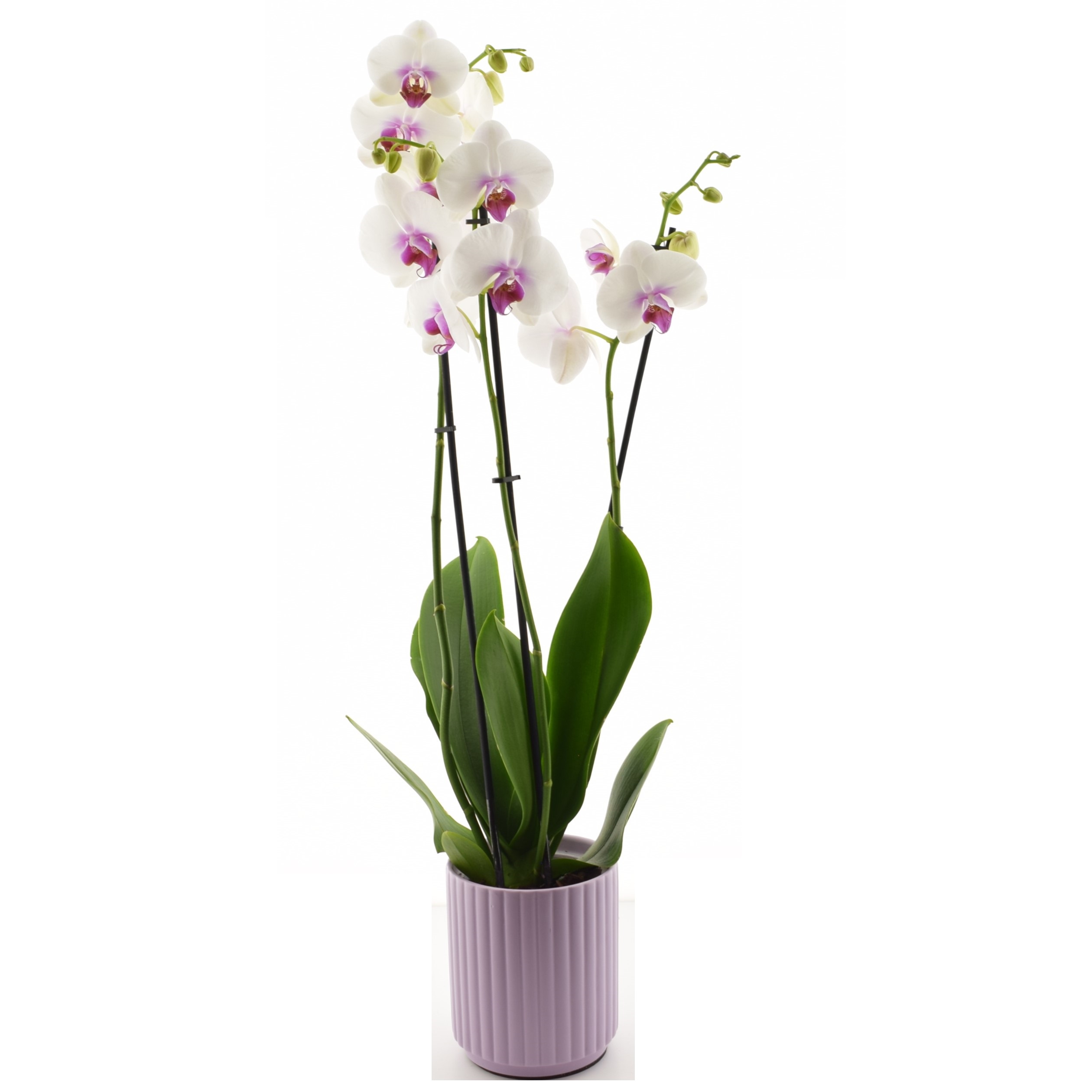 Kuuking 'Scarlion' P12 2õv | Gardest