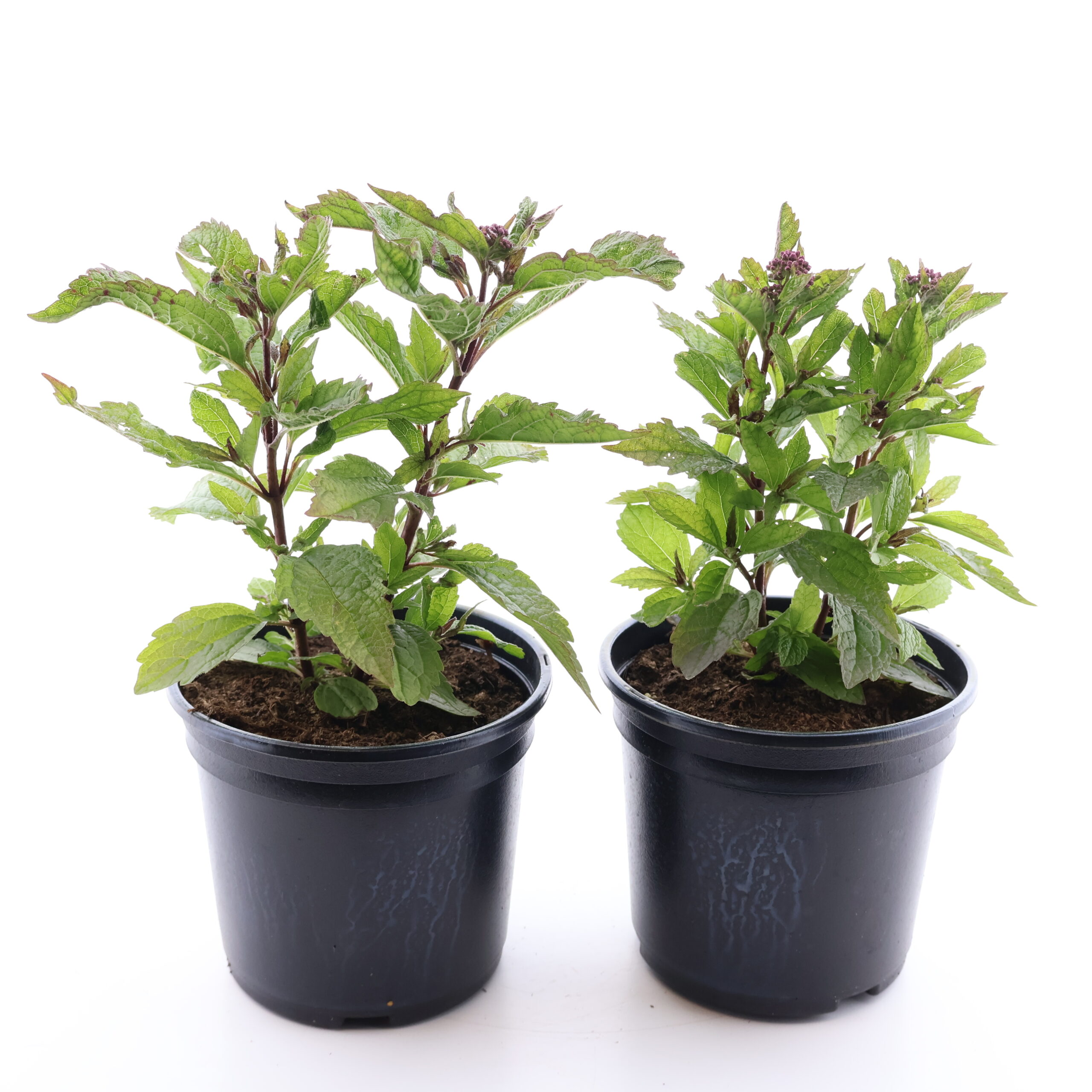 Verev vesikanep 'Ruby' P14 /Eestis kasvatatud | Gardest