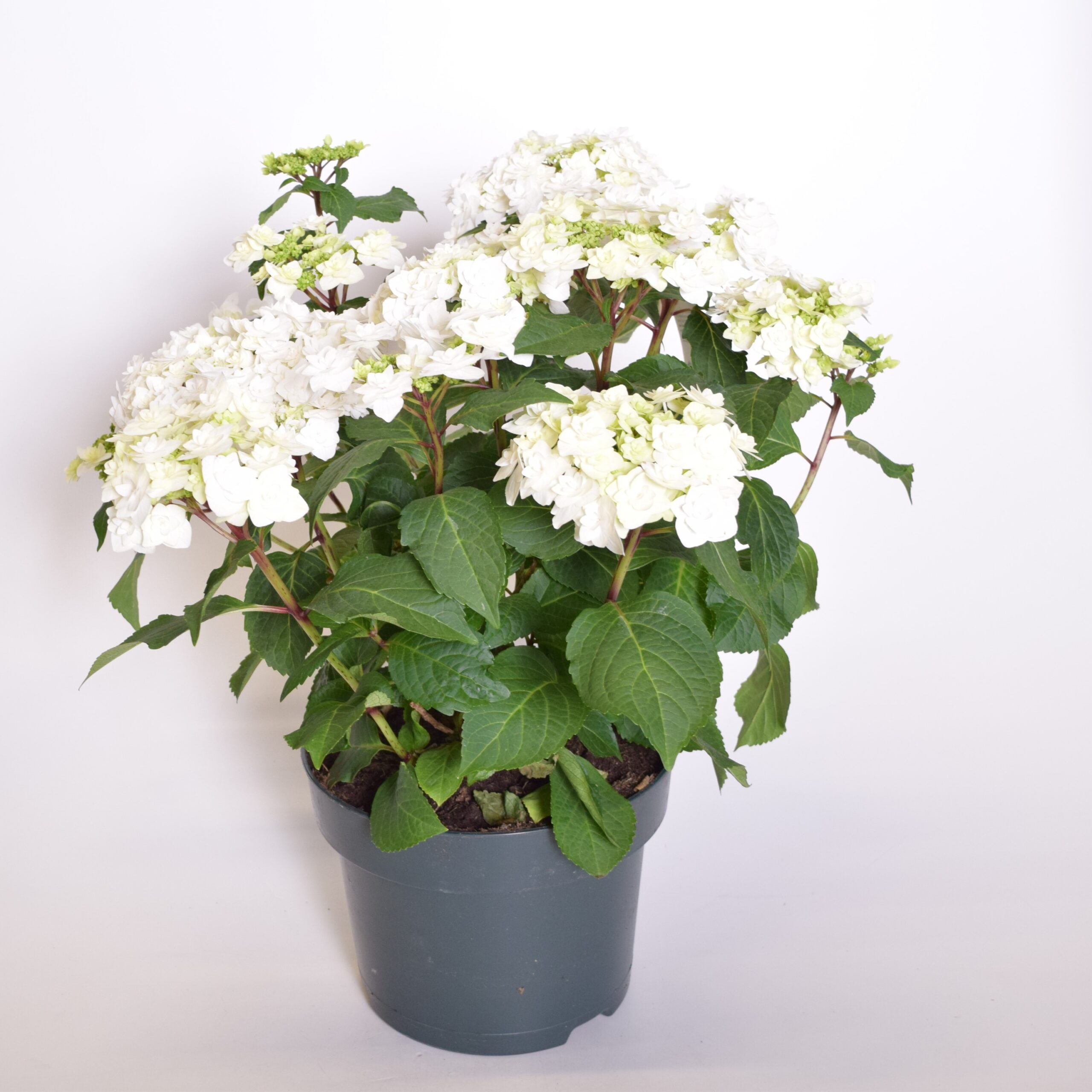 Suurelehine hortensia P23 erinevad | Gardest
