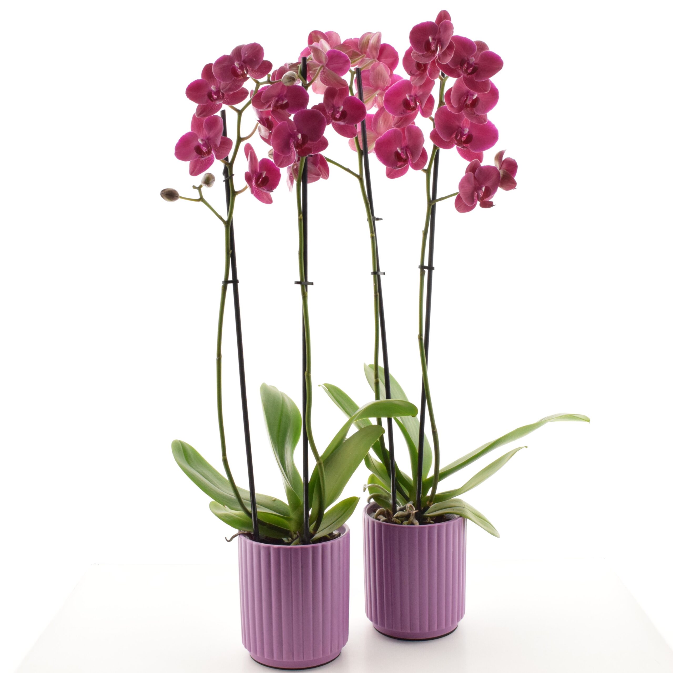 Kuuking 'Anthura Montreux' P12 2õv | Gardest