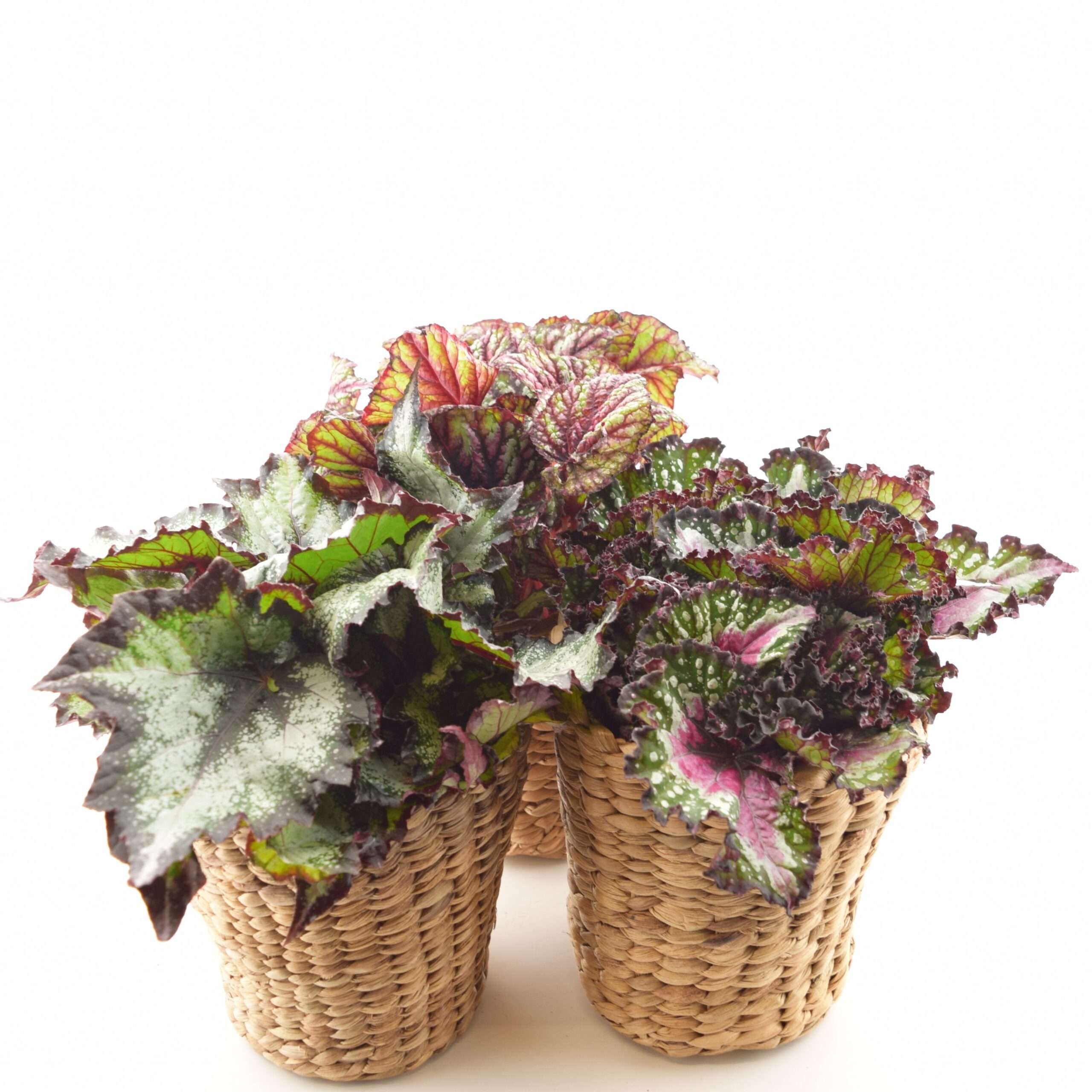 Begoonia Beleaf® P13 erinevad | Gardest