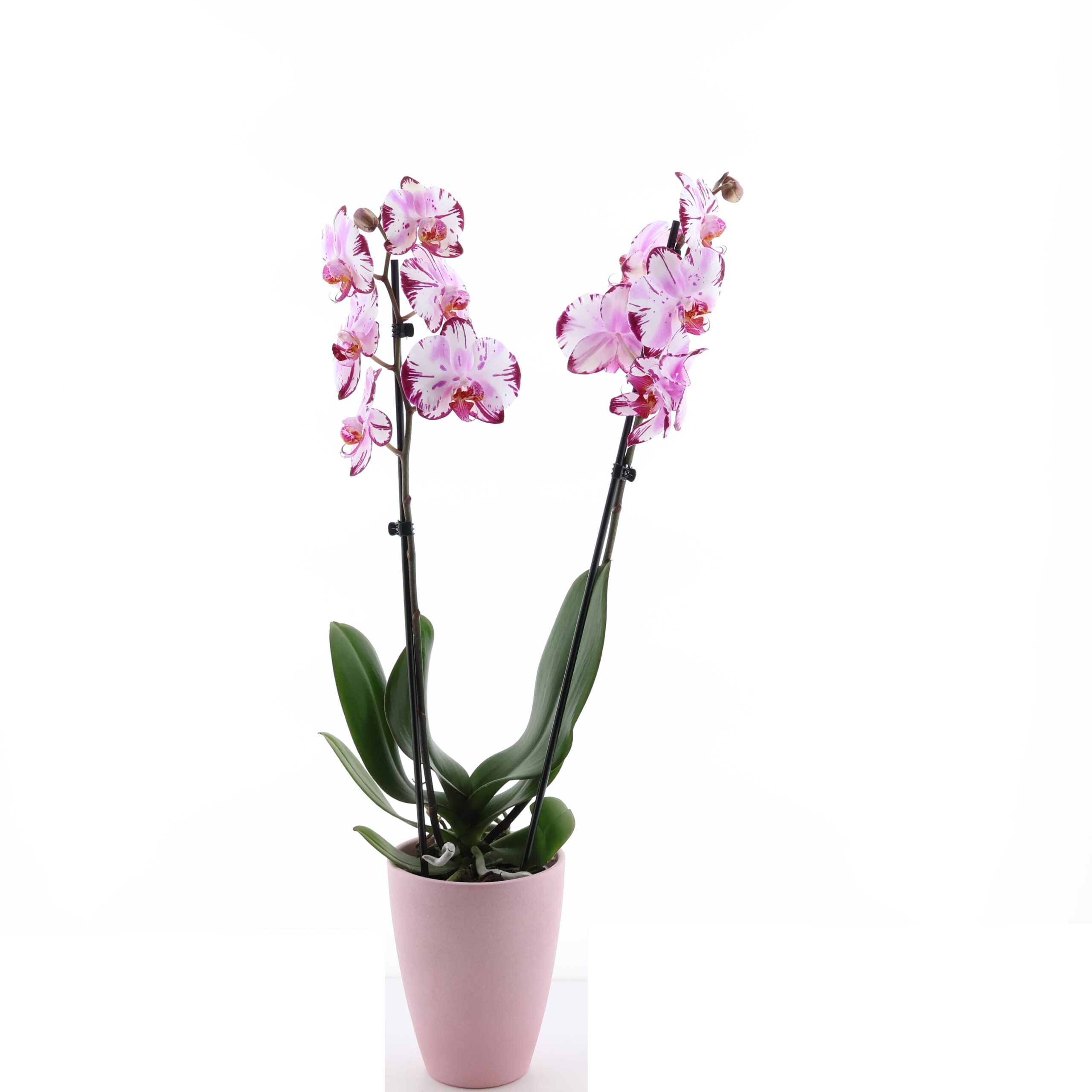 Kuuking 'Magic Art' P12 2 õievart | Gardest