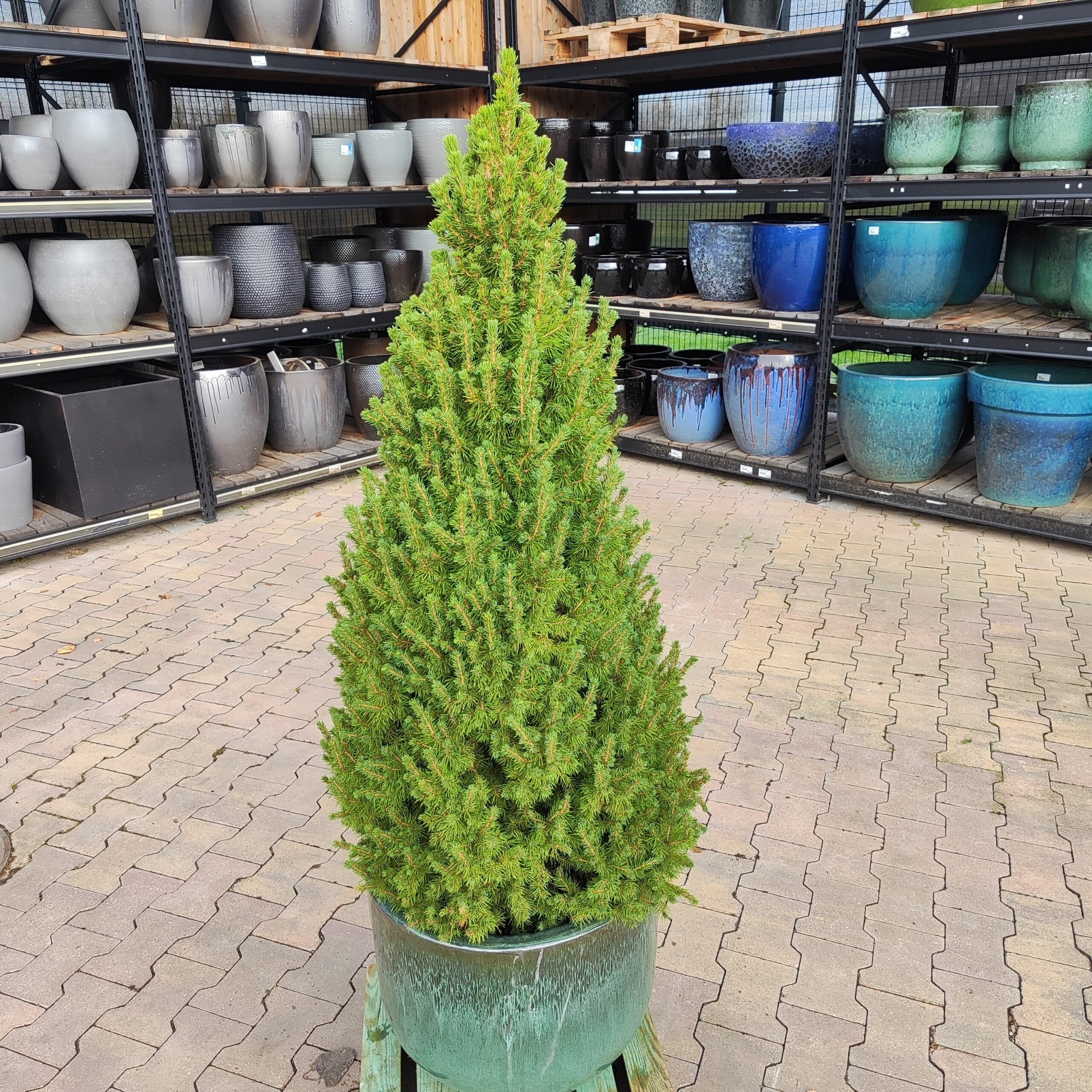 Kanada kuusk 'Conica' P33 120cm | Gardest