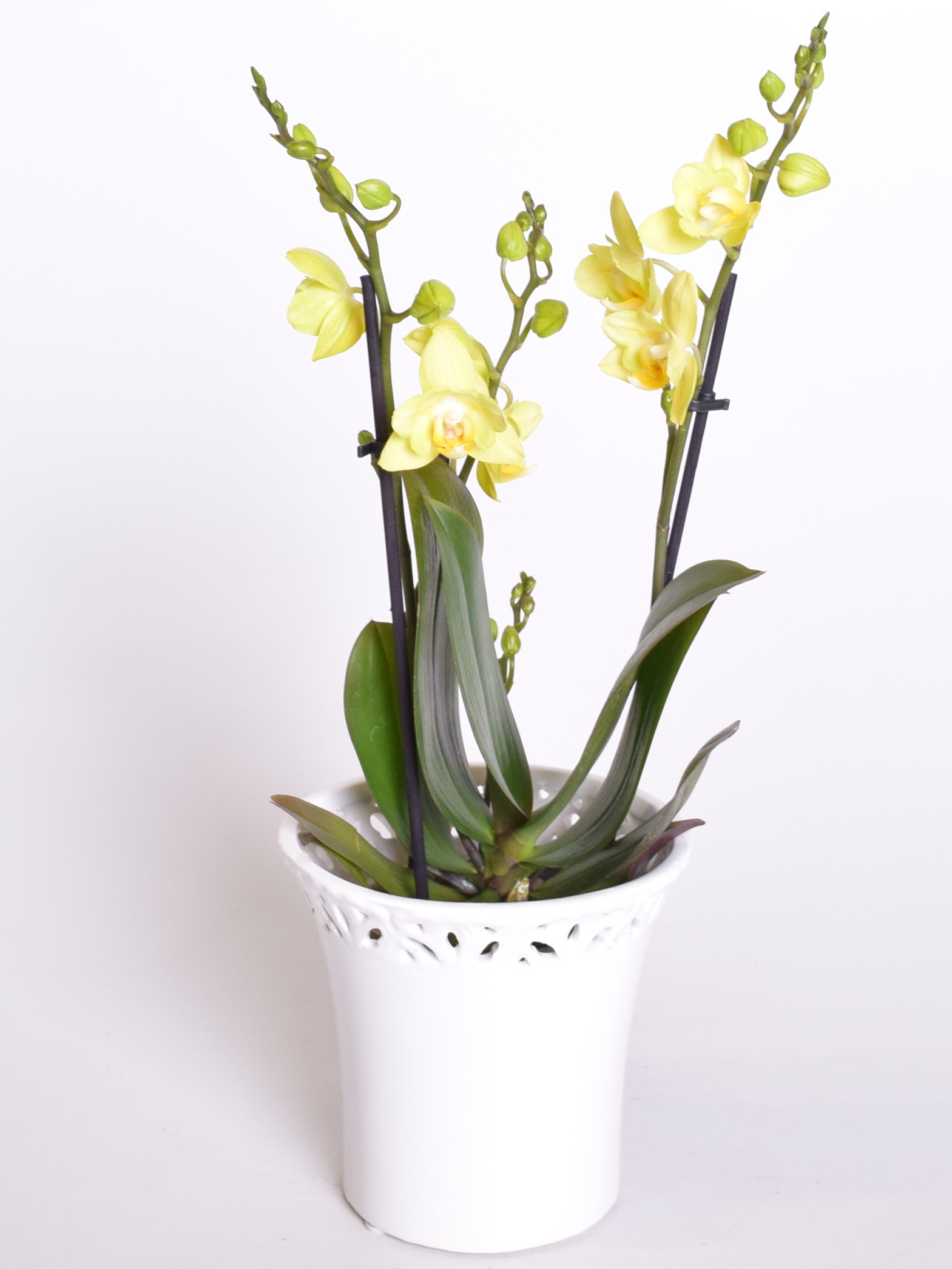 Kuuking 'La Paz' P9 | Gardest