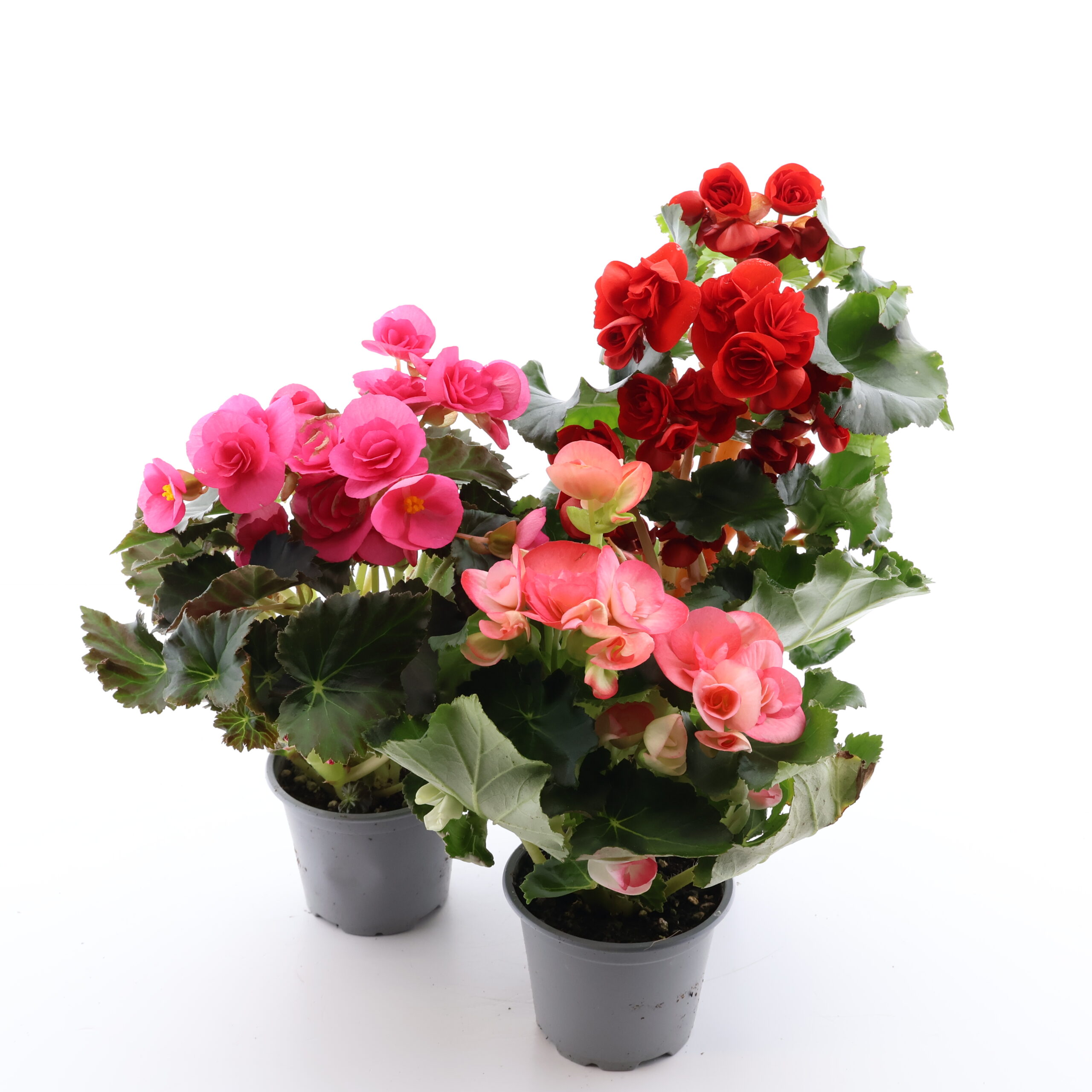 Roosbegoonia P9 erinevad | Gardest