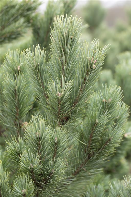 Alpi seedermänd 'Glauca' P10 50-60cm | Gardest