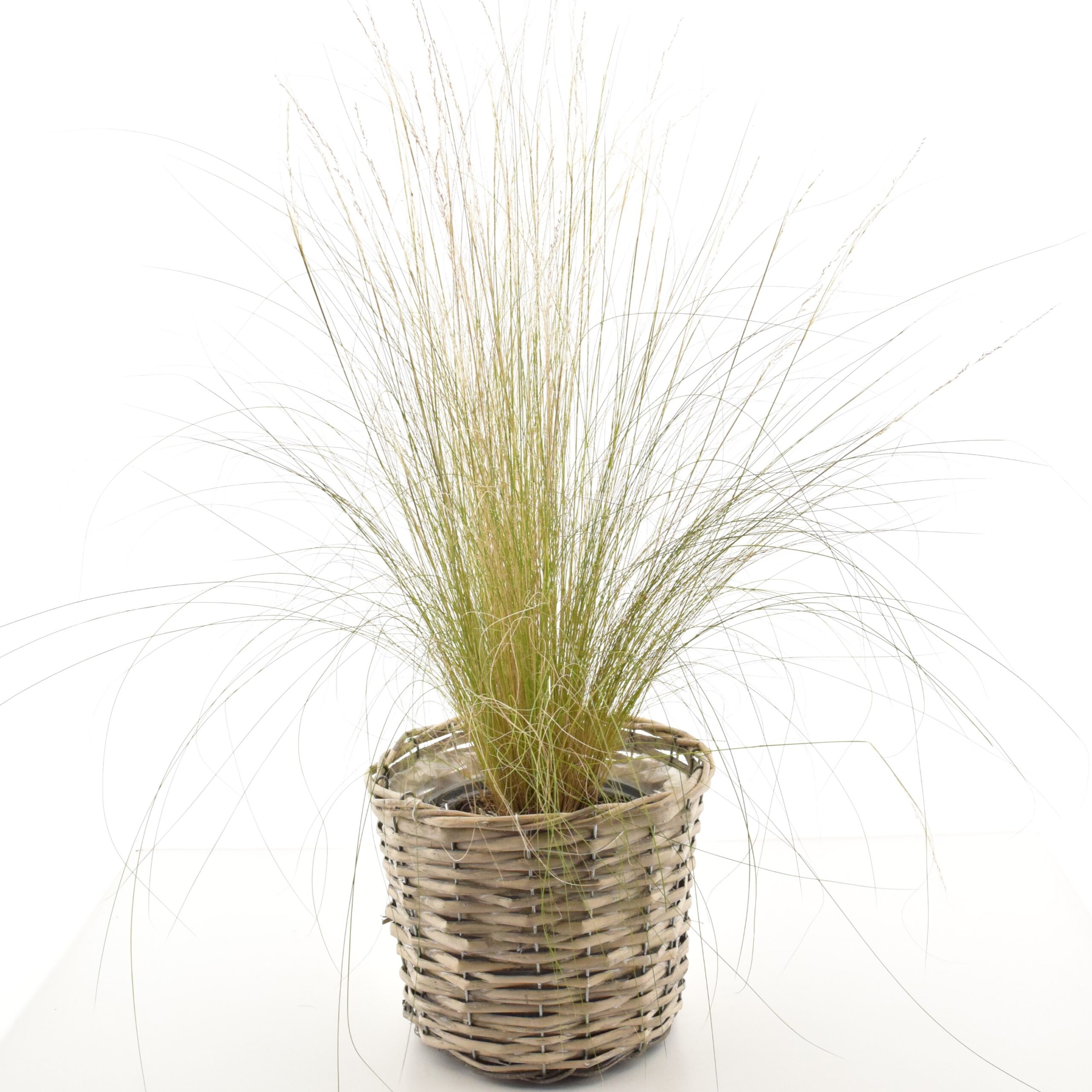 Jõhv-stepirohi 'Pony Tails' P17 | Gardest