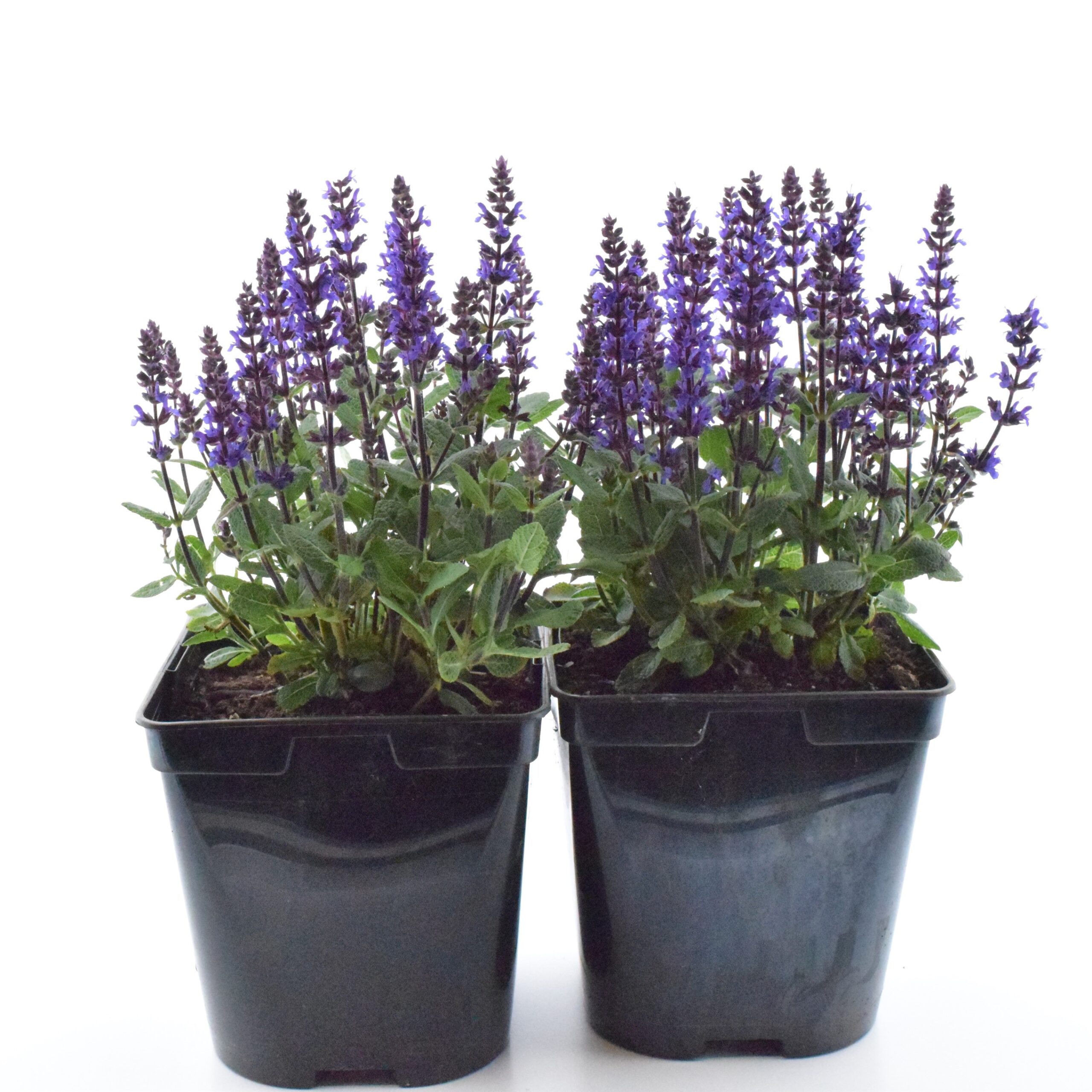 Metssalvei 'Midnight Purple' P17 | Gardest