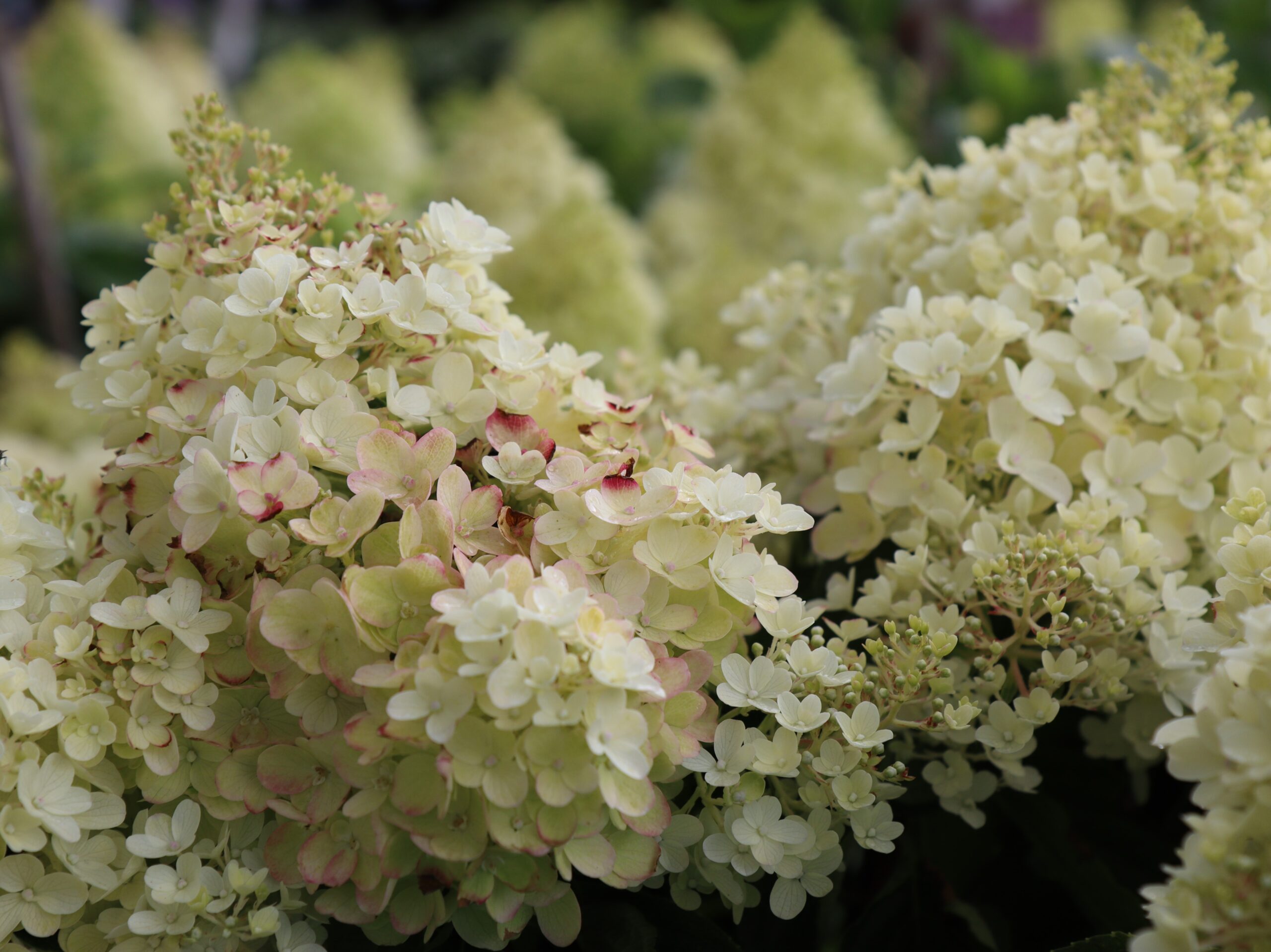 Aedhortensia Gardenlights 'Pinklight' P23 40cm | Gardest