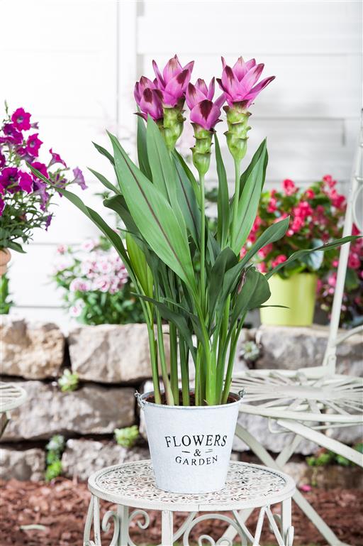 Tulp-kollajuur 'Siam Splash' P14 | Gardest