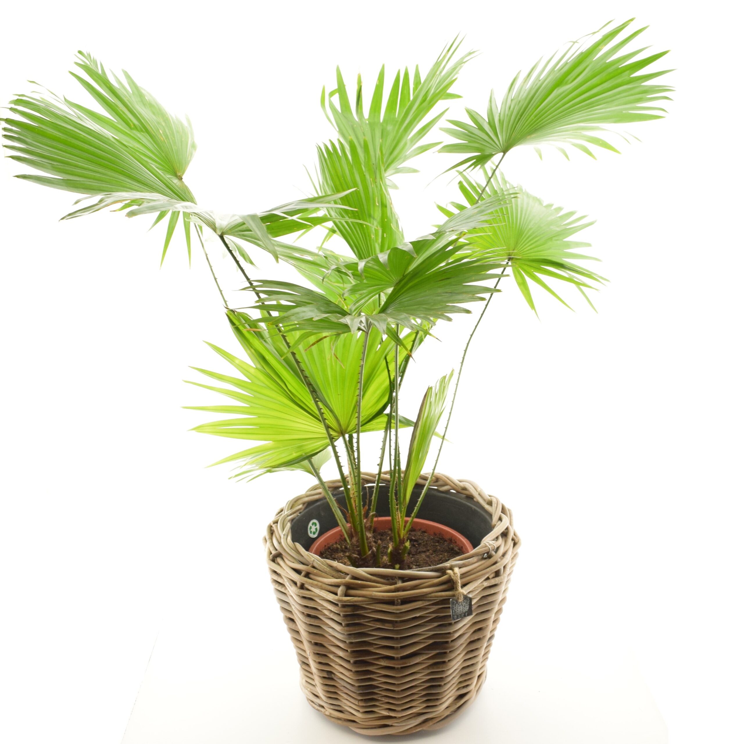 Ümaralehine saribuspalm (lehvikpalm) P24 | Gardest