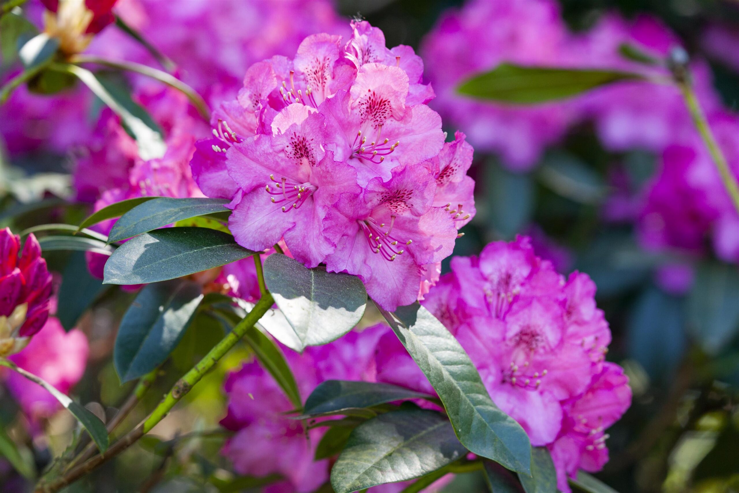 Rododendron 'Hercules' P17 20-30cm | Gardest