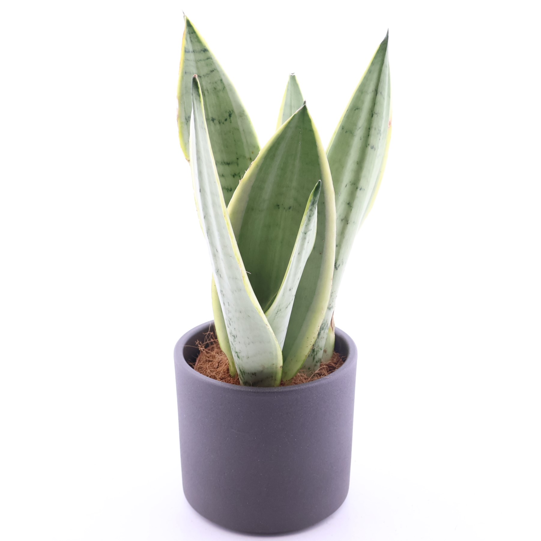 Kolmevöödiline havisaba 'Snow White' P12 | Gardest